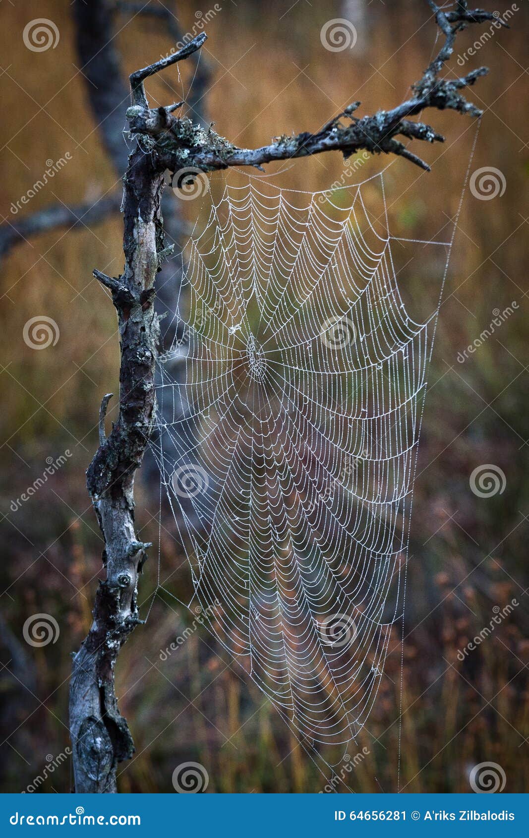 Cobwebs on a Natural Background Stock Image - Image of backgrounds ...