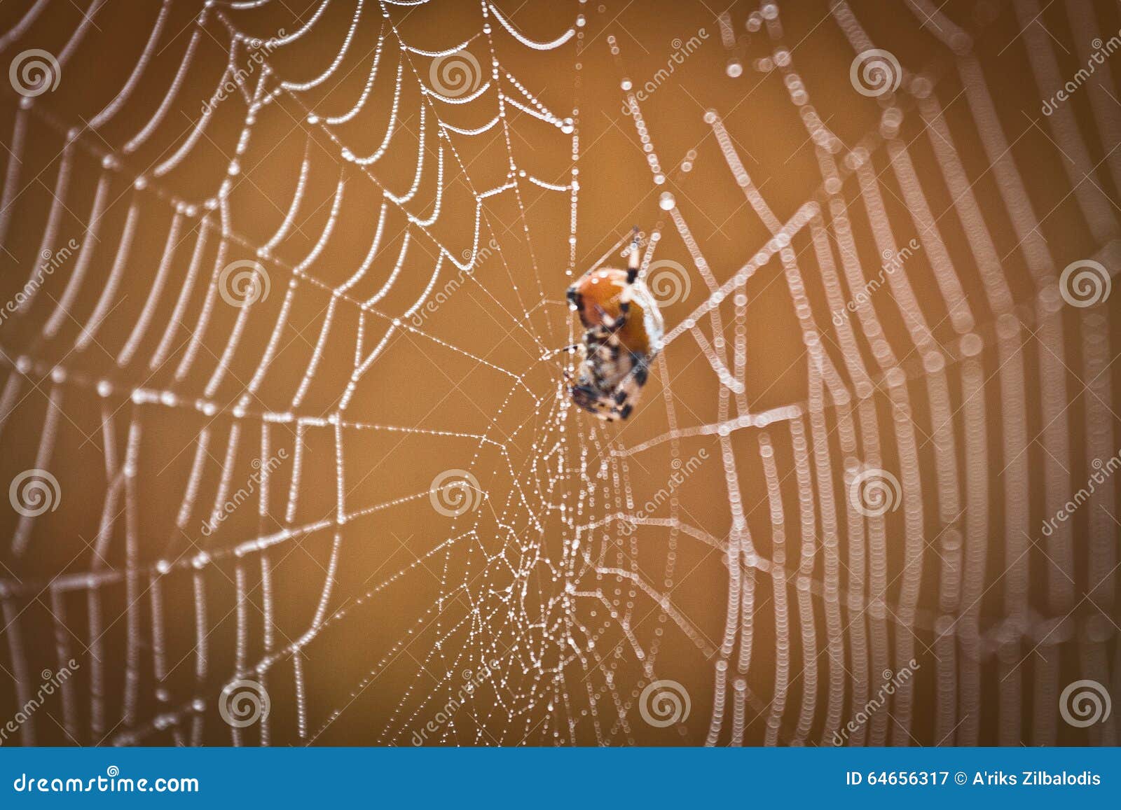 Cobwebs on a Natural Background Stock Image - Image of close, empty ...
