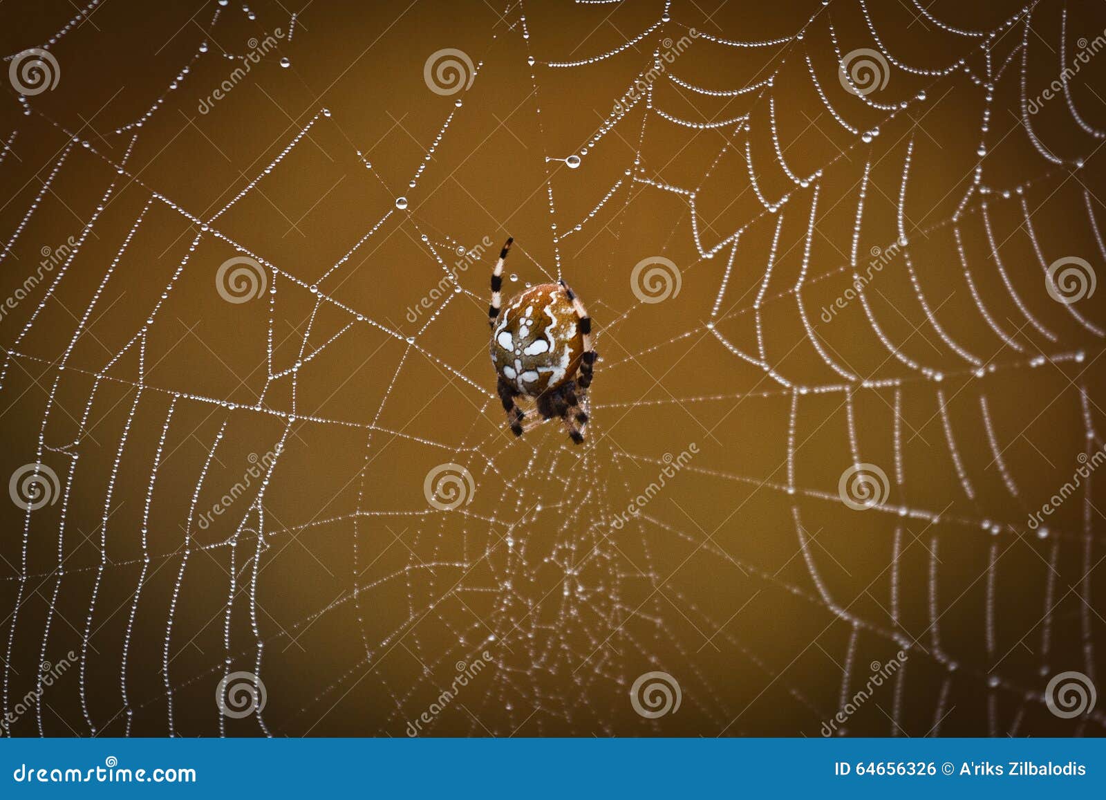 Cobwebs on a Natural Background Stock Photo - Image of cobwebs, black ...