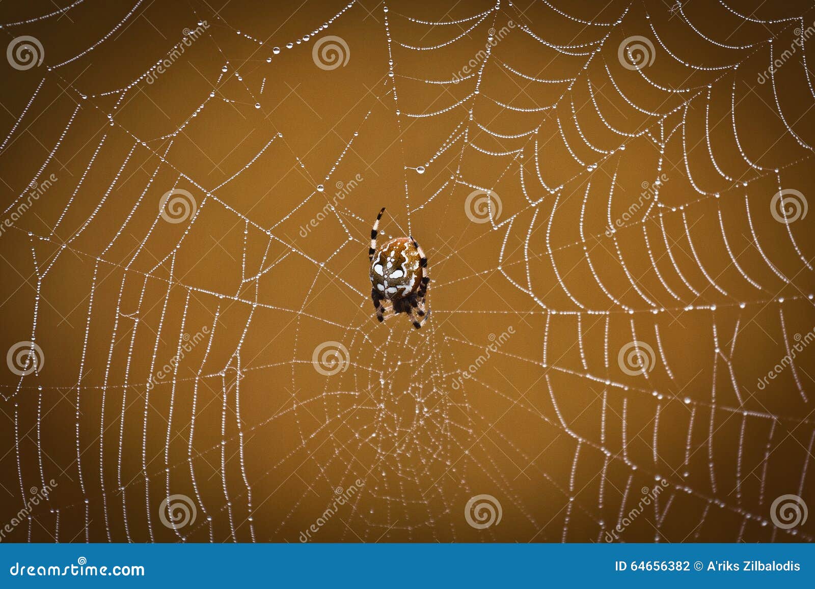Cobwebs on a Natural Background Stock Photo - Image of fragility ...