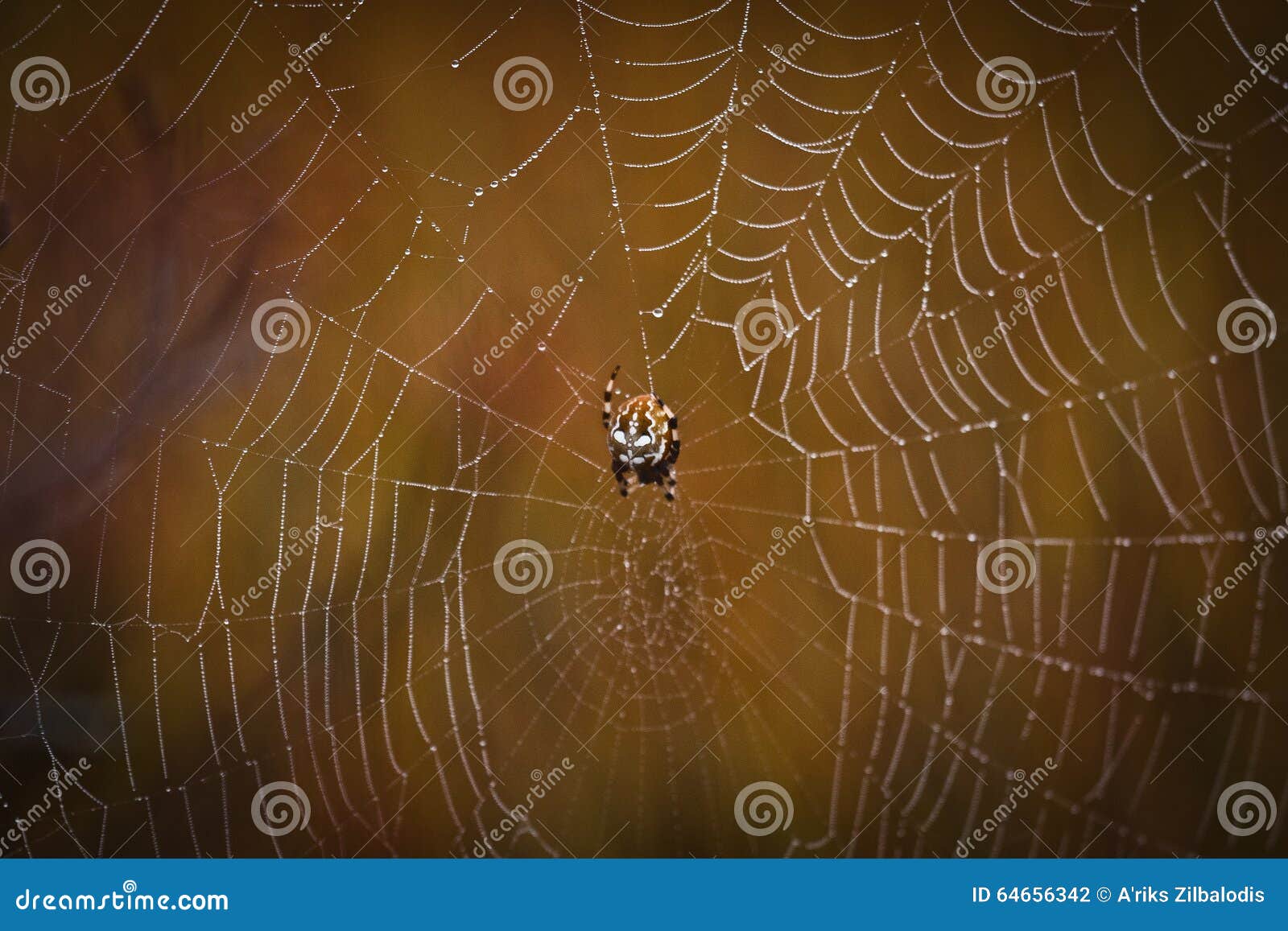 Cobwebs on a Natural Background Stock Photo - Image of colored ...