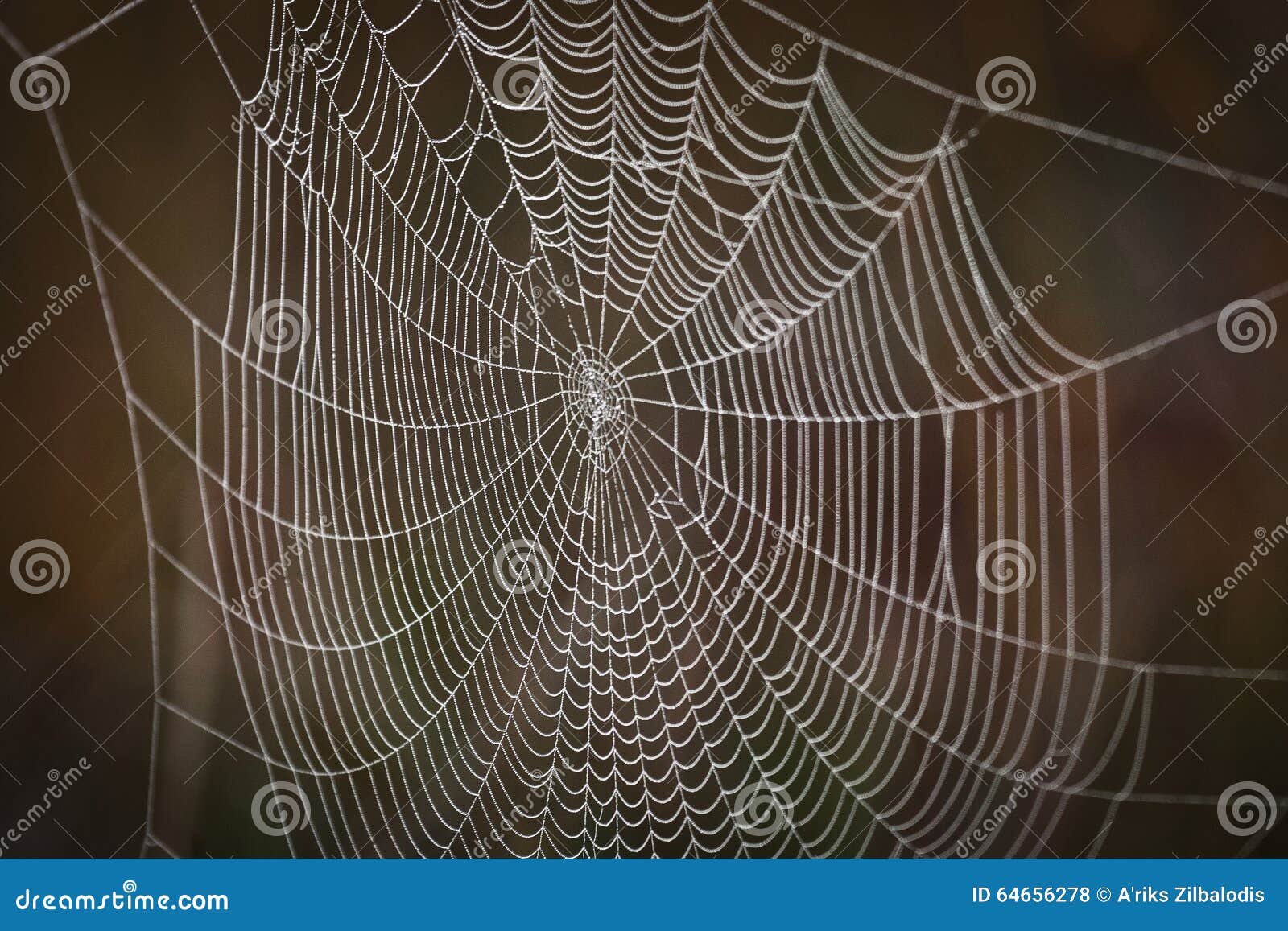 Cobwebs on a Natural Background Stock Photo - Image of autumn, cobwebs ...