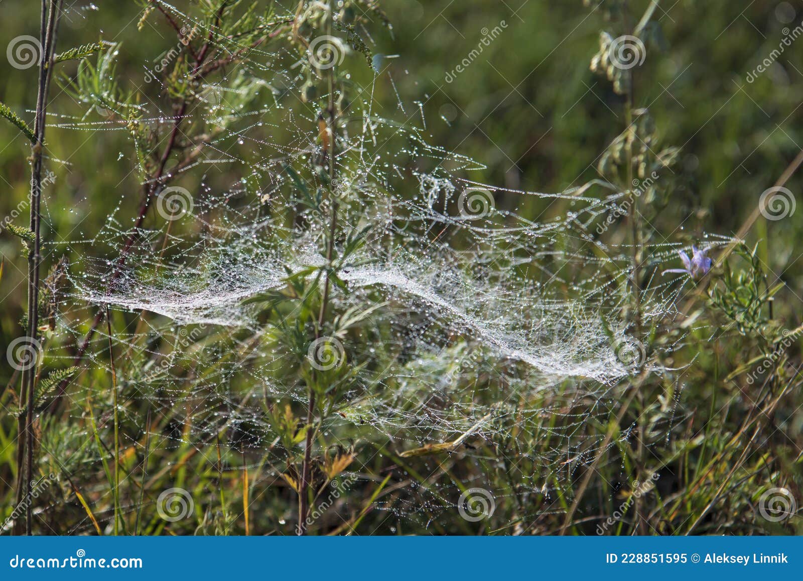 Cobwebs on plants in dew stock image. Image of blooming - 228851595