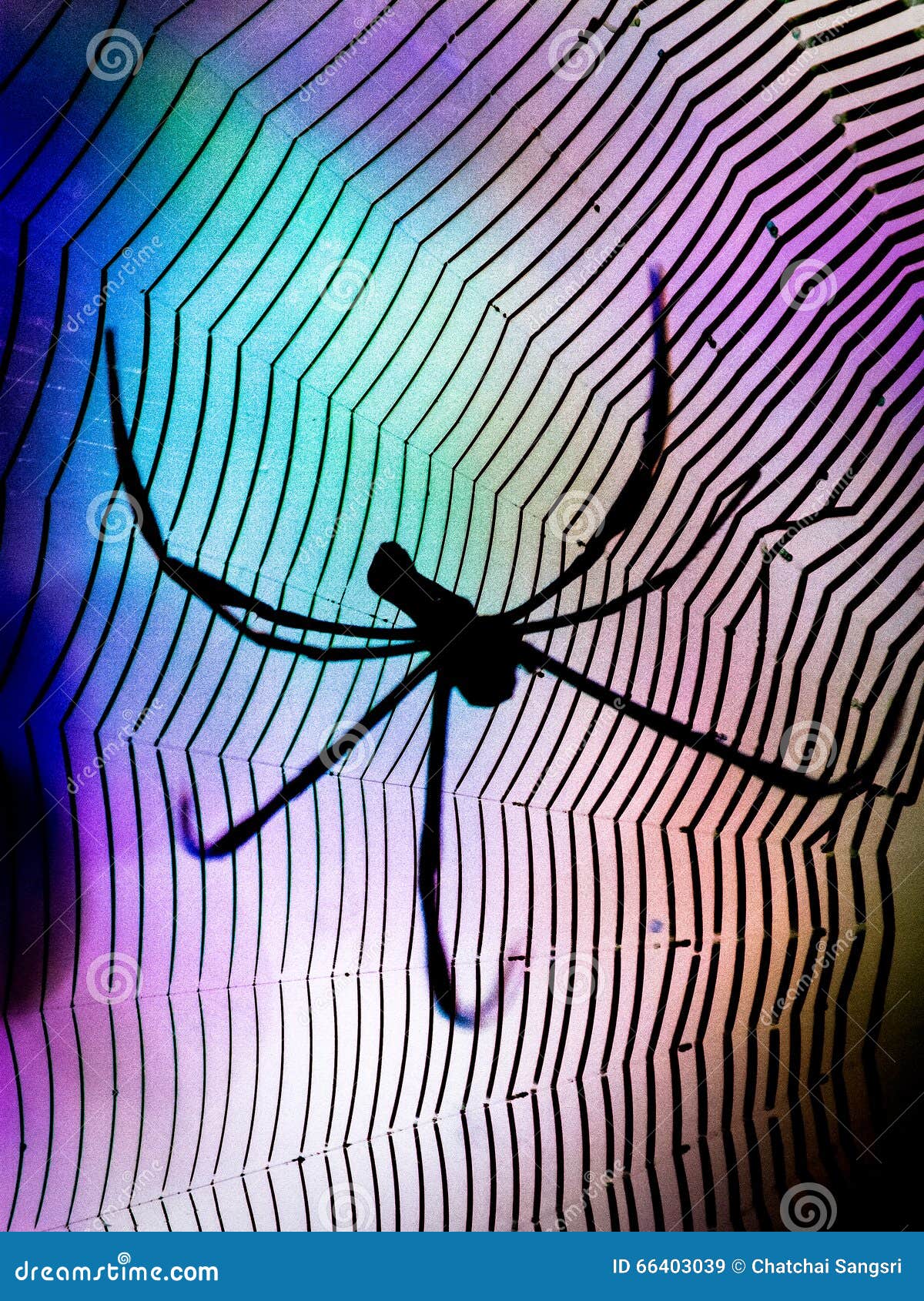 Silhouette Of A Spider Tarantula Insect In Isometric Shape With Shadows ...