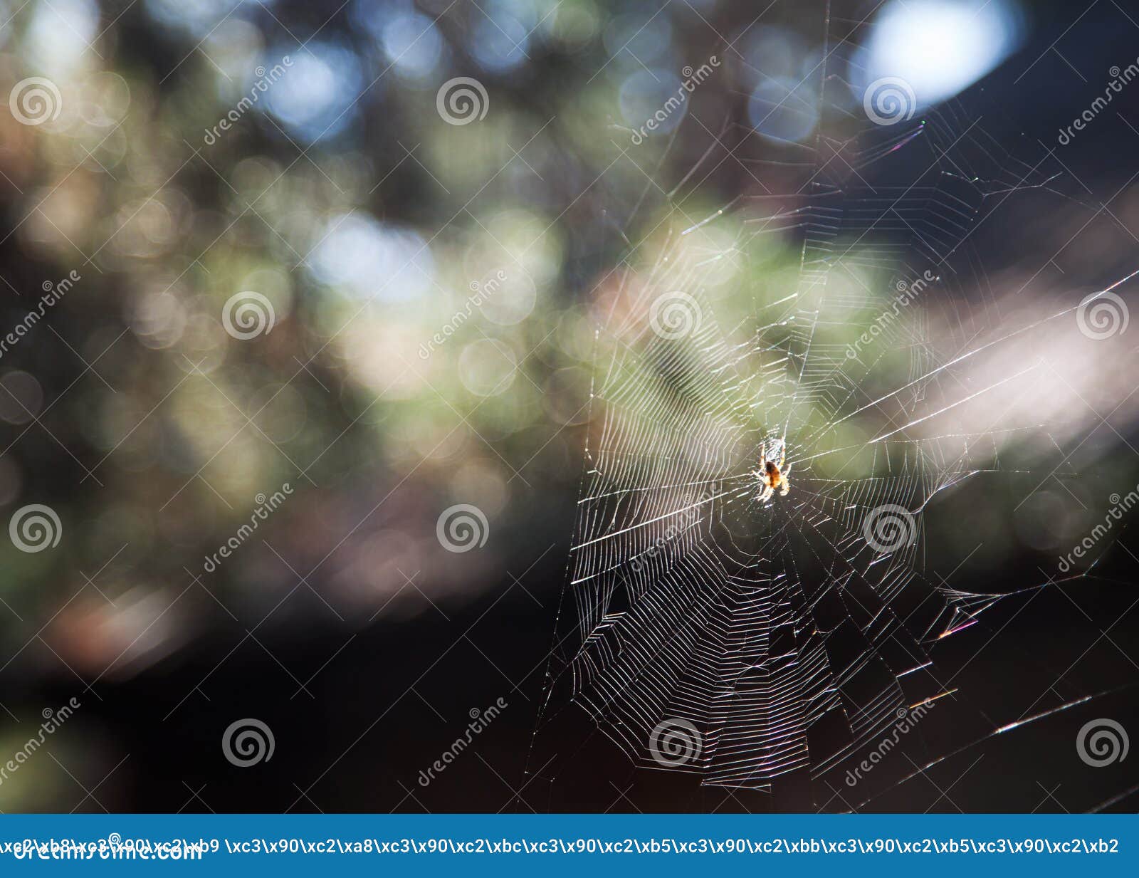 Cobwebs with Spider in the Garden in Summer Stock Image - Image of ...