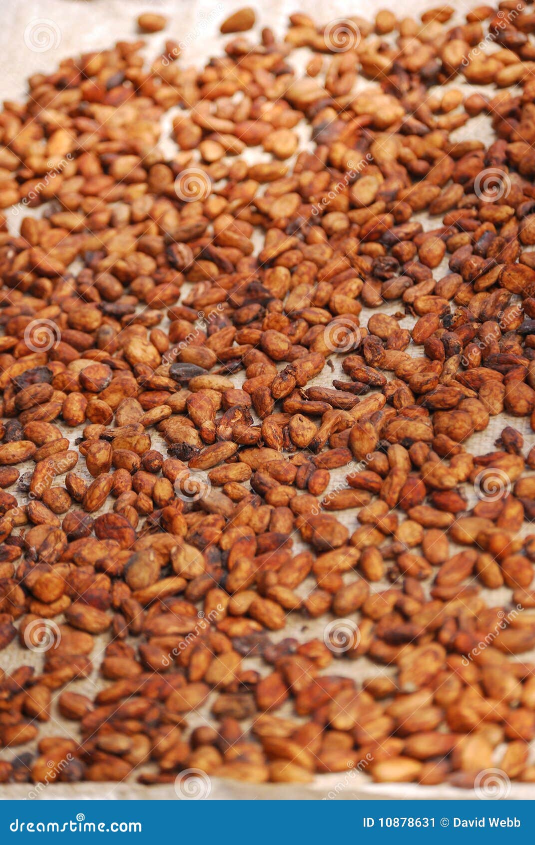 Coca Beans stock image. Image of indonesia, native, bean - 10878631
