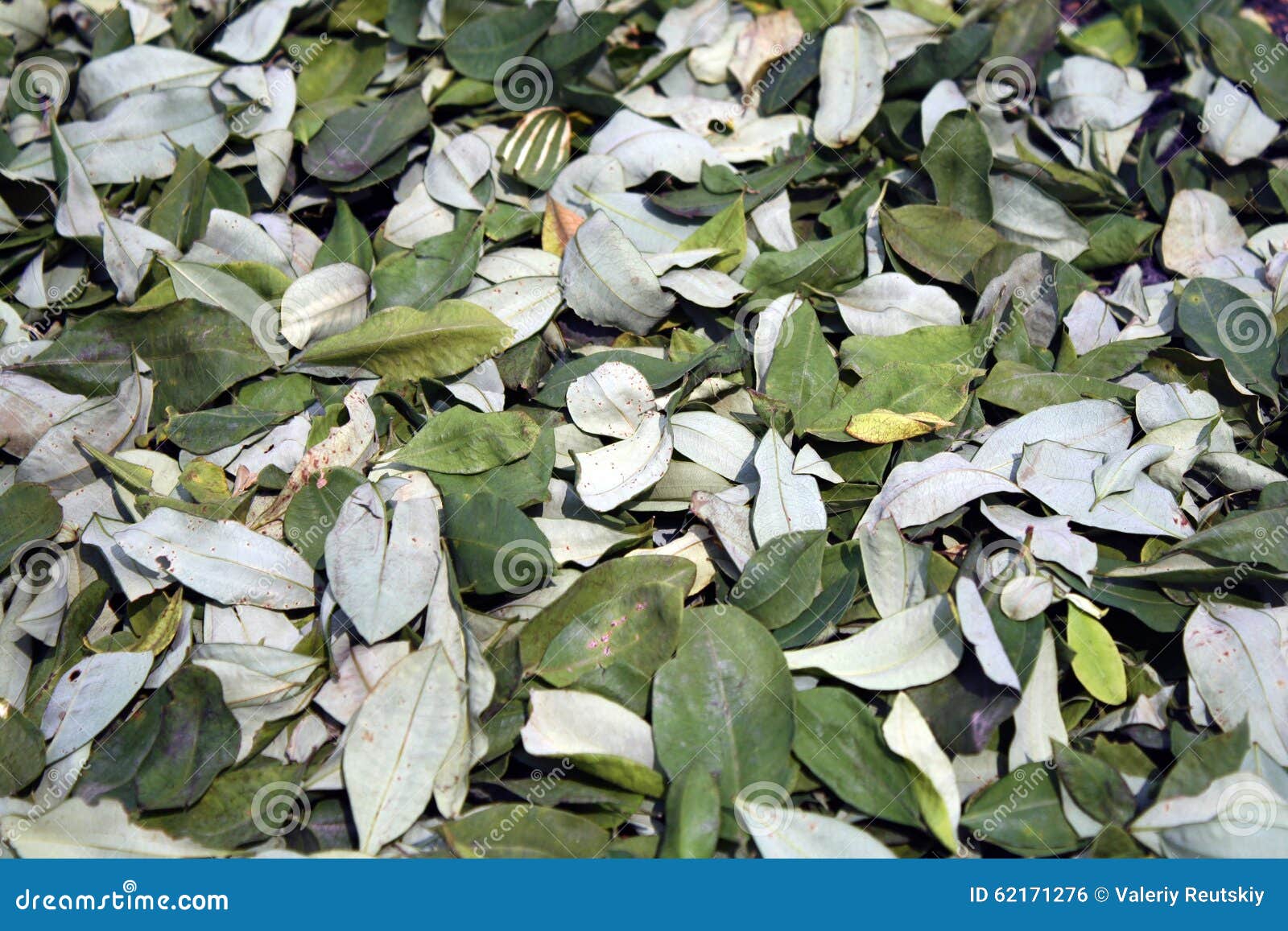 Coca leaf stock photo. Image of bolivian, leafs, green - 62171276