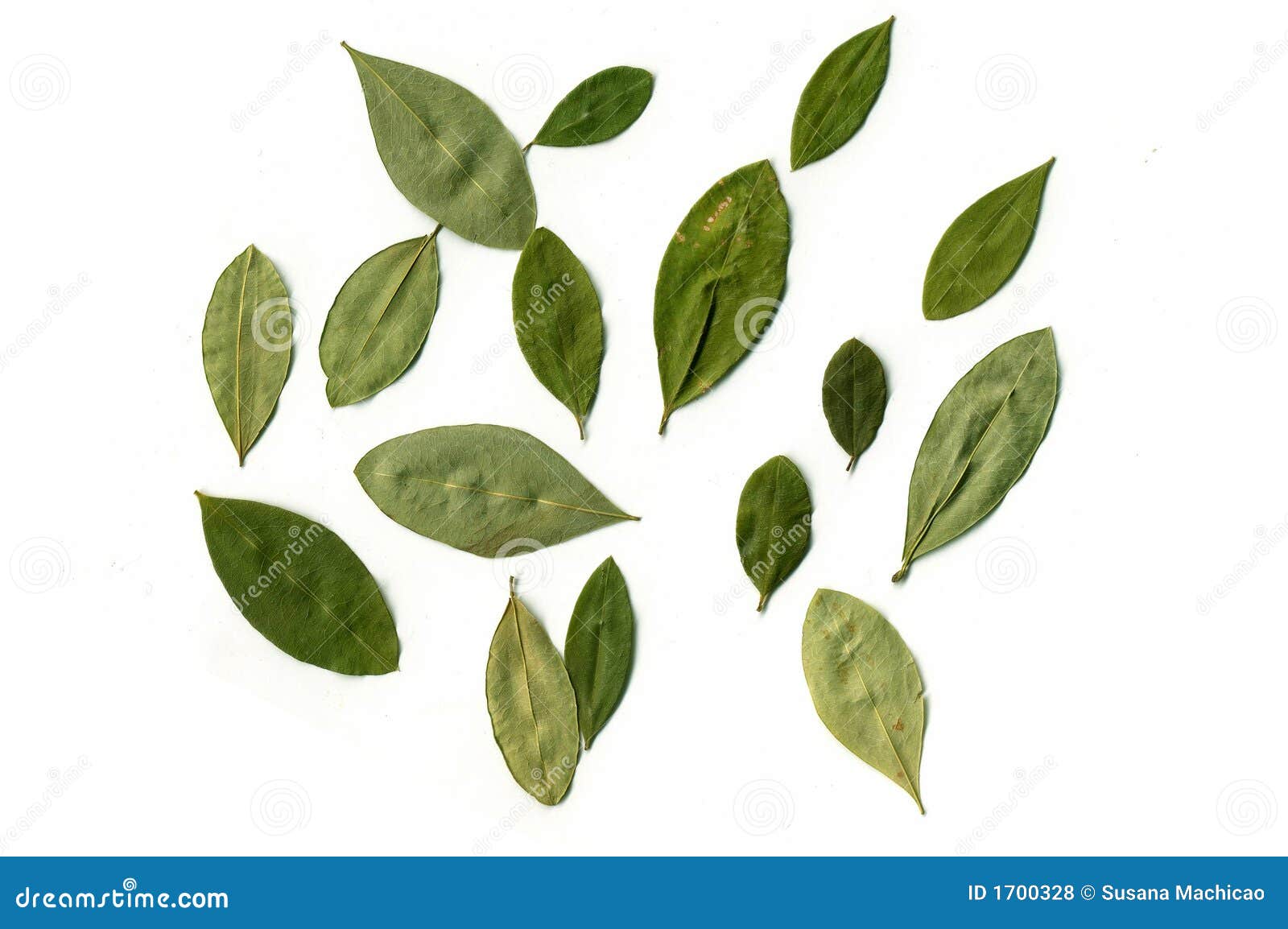 COCA LEAFS stock photo. Image of plant, valley, texture - 1700328