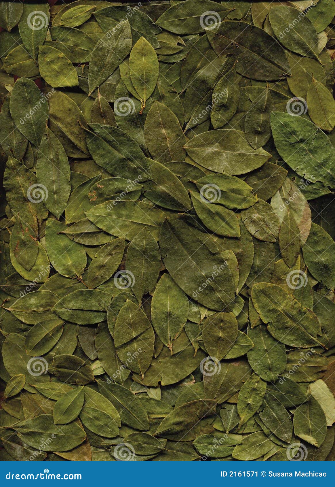 Coca Leafs stock image. Image of medicine, green, coca - 2161571