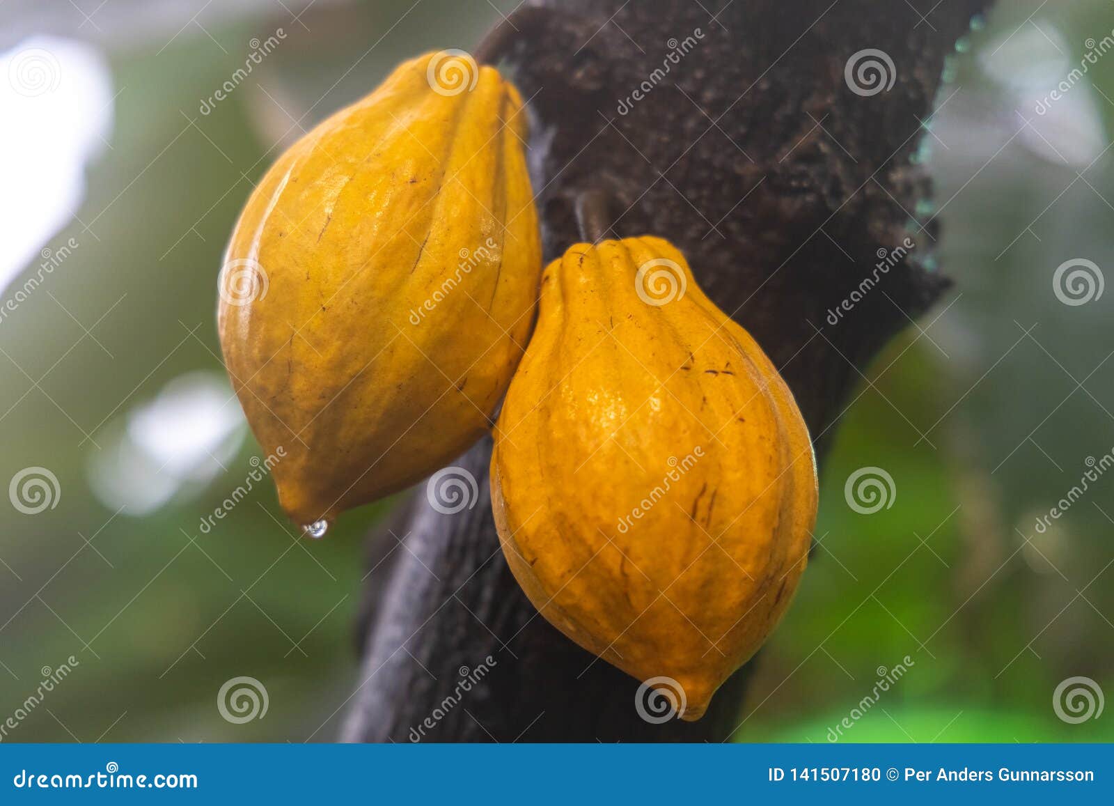 Cocoa-fruit in Rain Close-up Stock Photo - Image of coca, fruit: 141507180