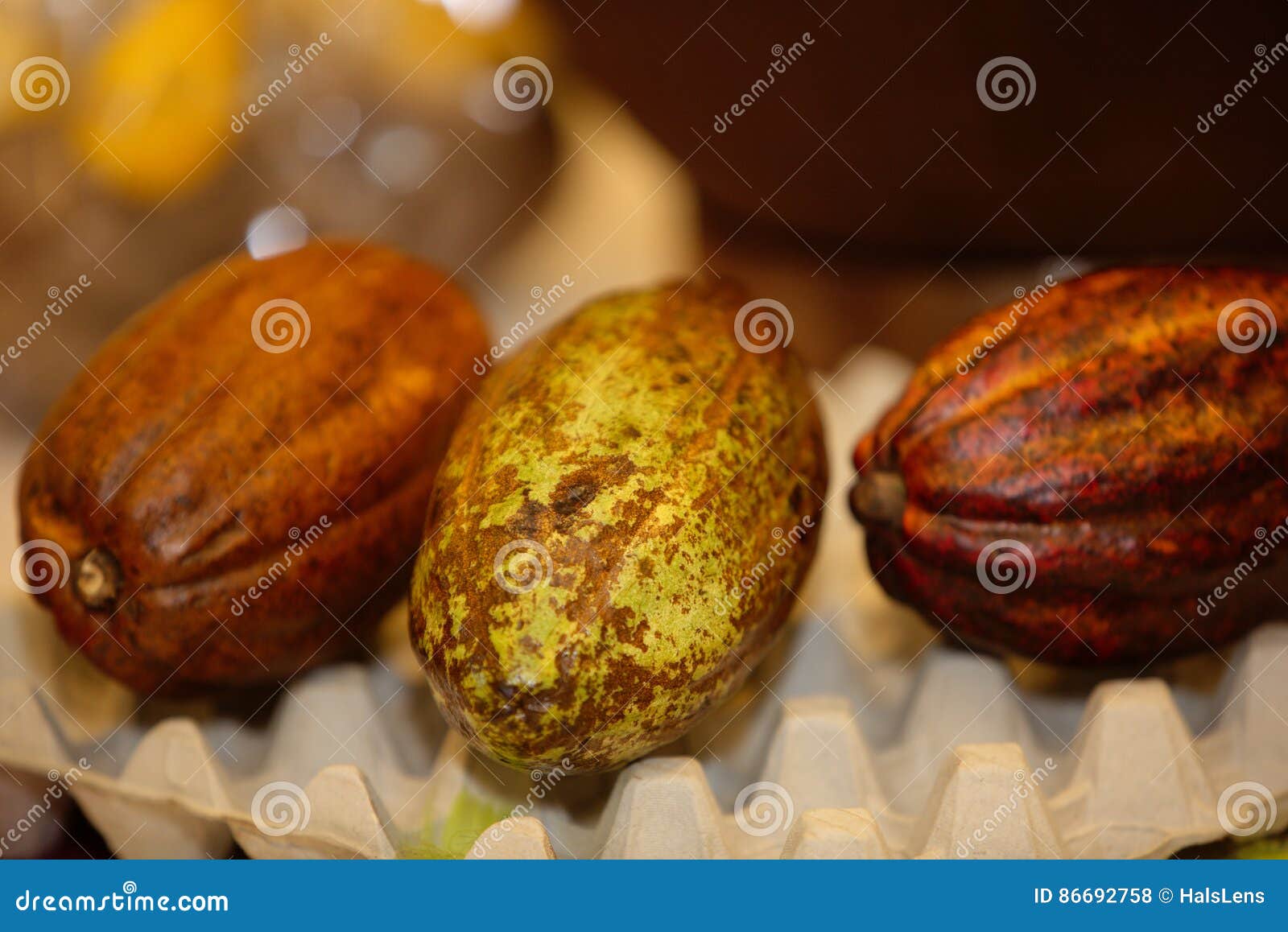 Cocao beans stock photo. Image of aroma, fresh, farming - 86692758