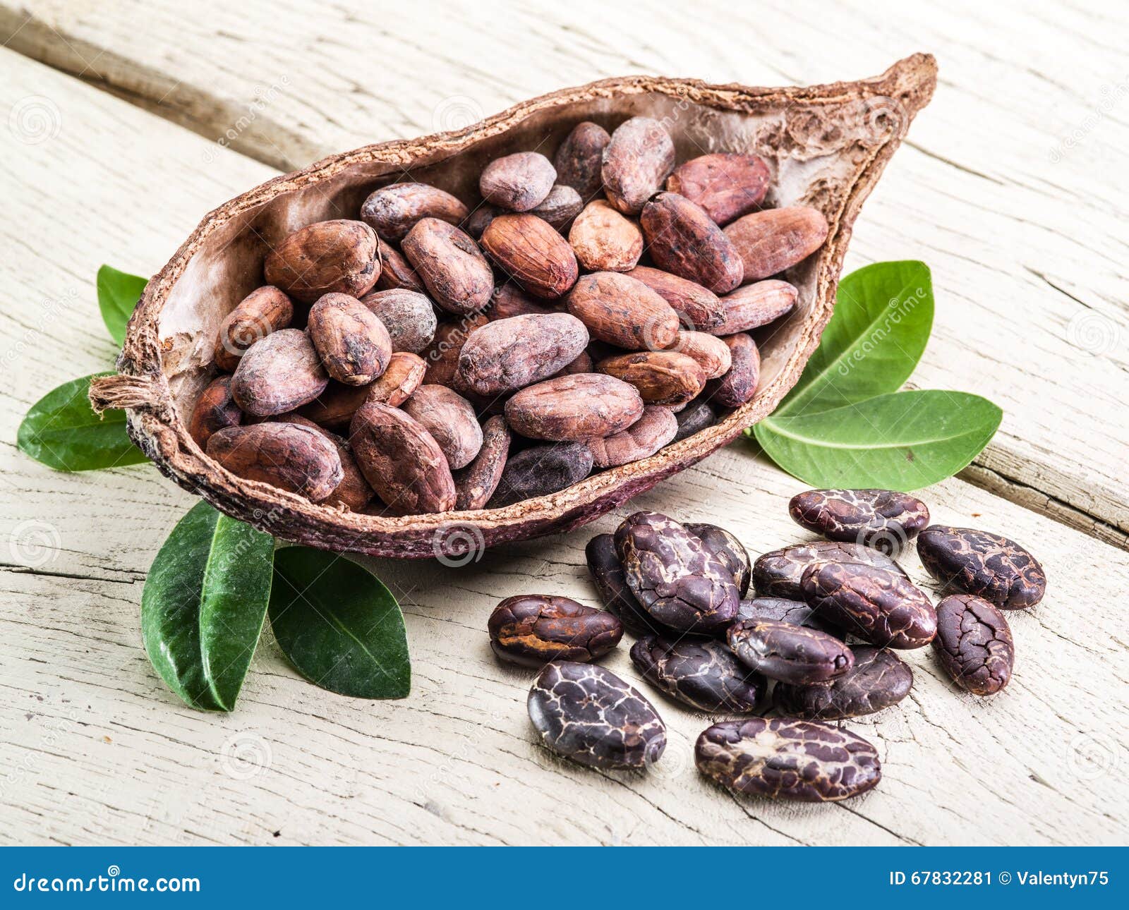 Cocao pod and cocao beans. stock image. Image of bean - 67832281
