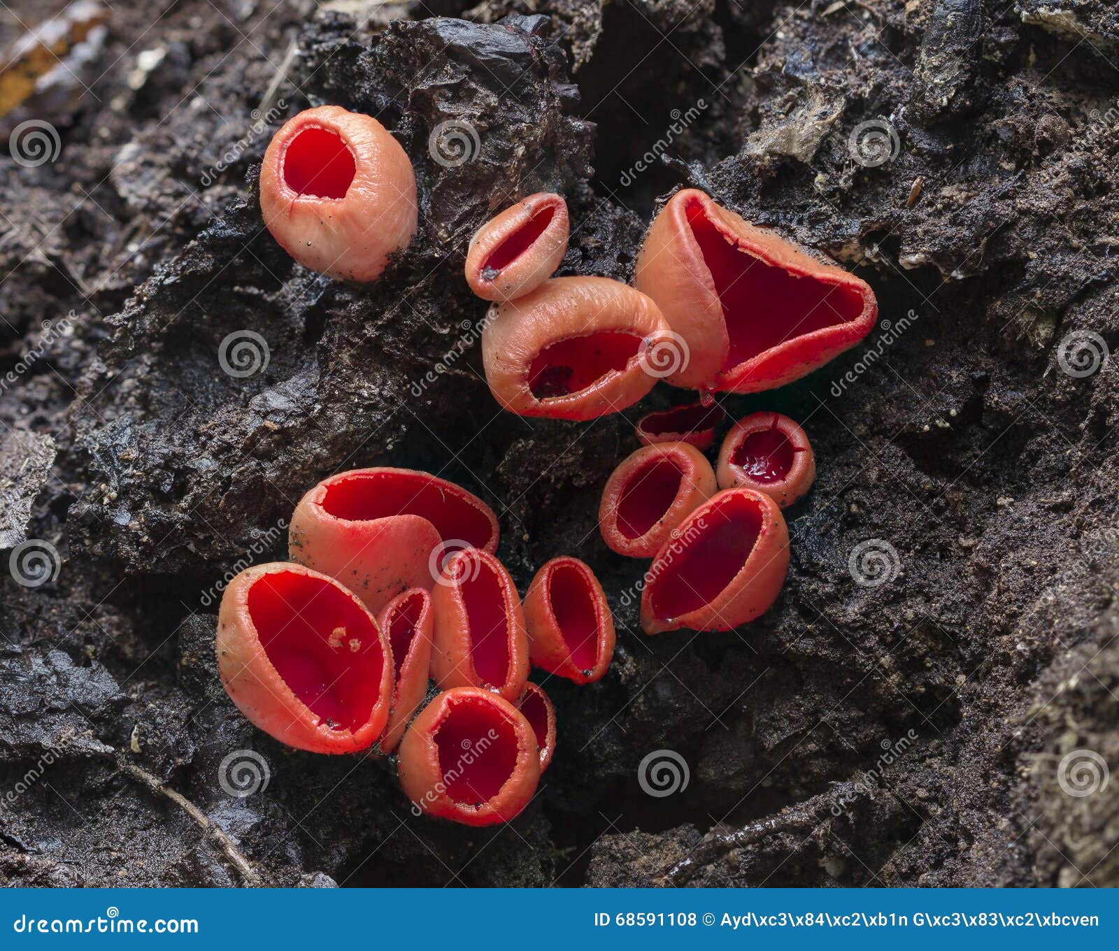 Coccinea de Sarcoscypha foto de archivo. Imagen de hongo - 68591108