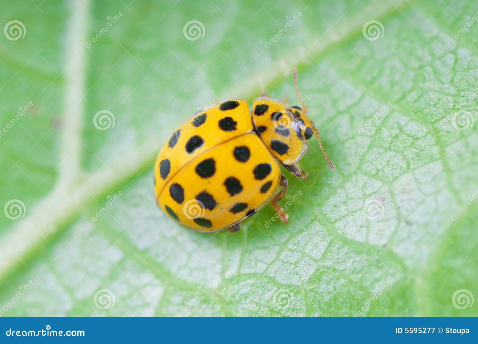 Coccinella gialla immagine stock. Immagine di yellow, ladybird - 5595277