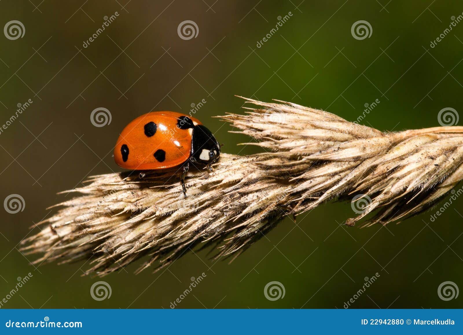 Coccinella septempunctata stock photo. Image of shard - 22942880