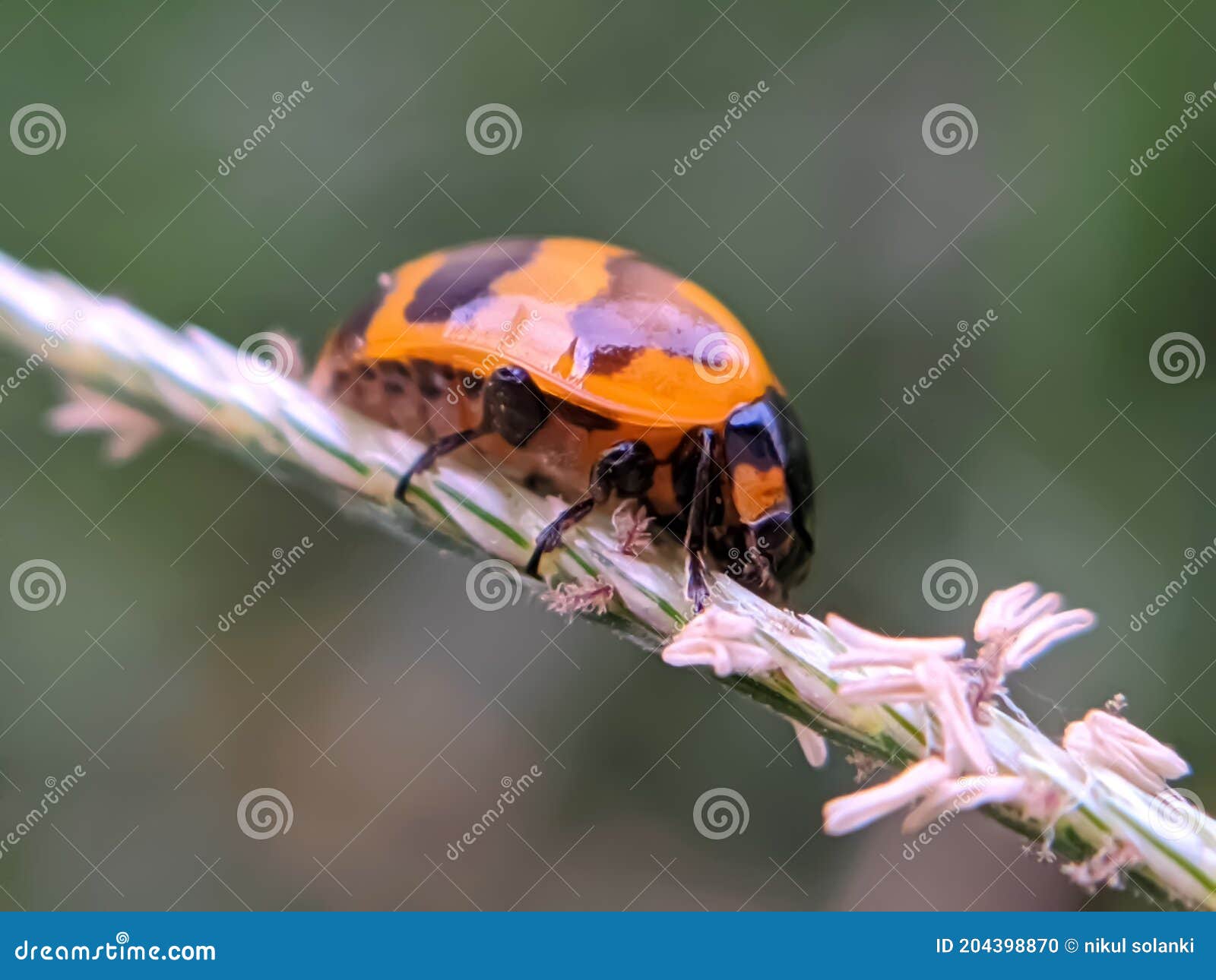 Coccinella Transversalis Insect on Leaf Garden Coccinella Transversalis ...