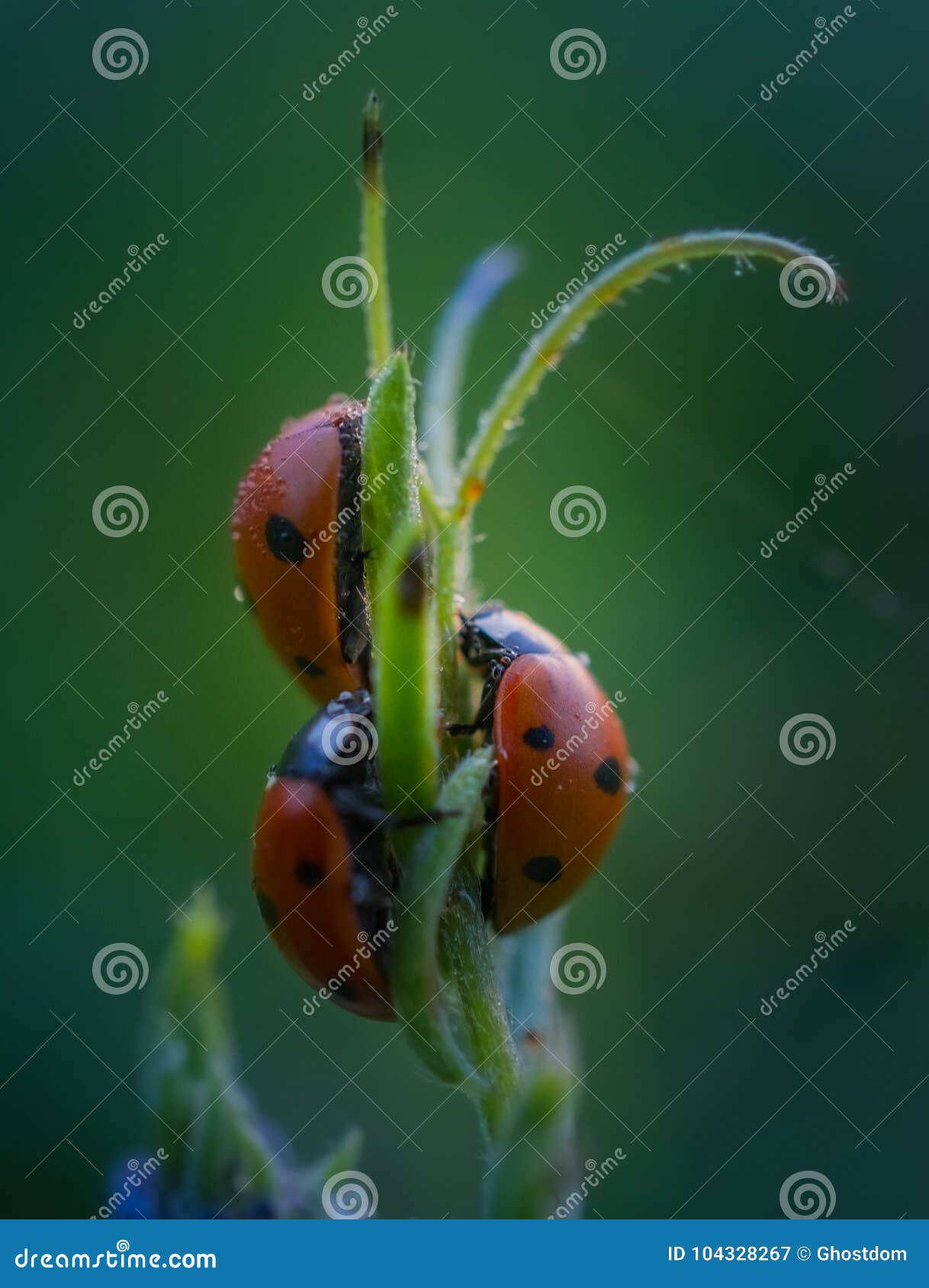 Coccinellidae stockbild. Bild von organismus, tier, gras - 104328267