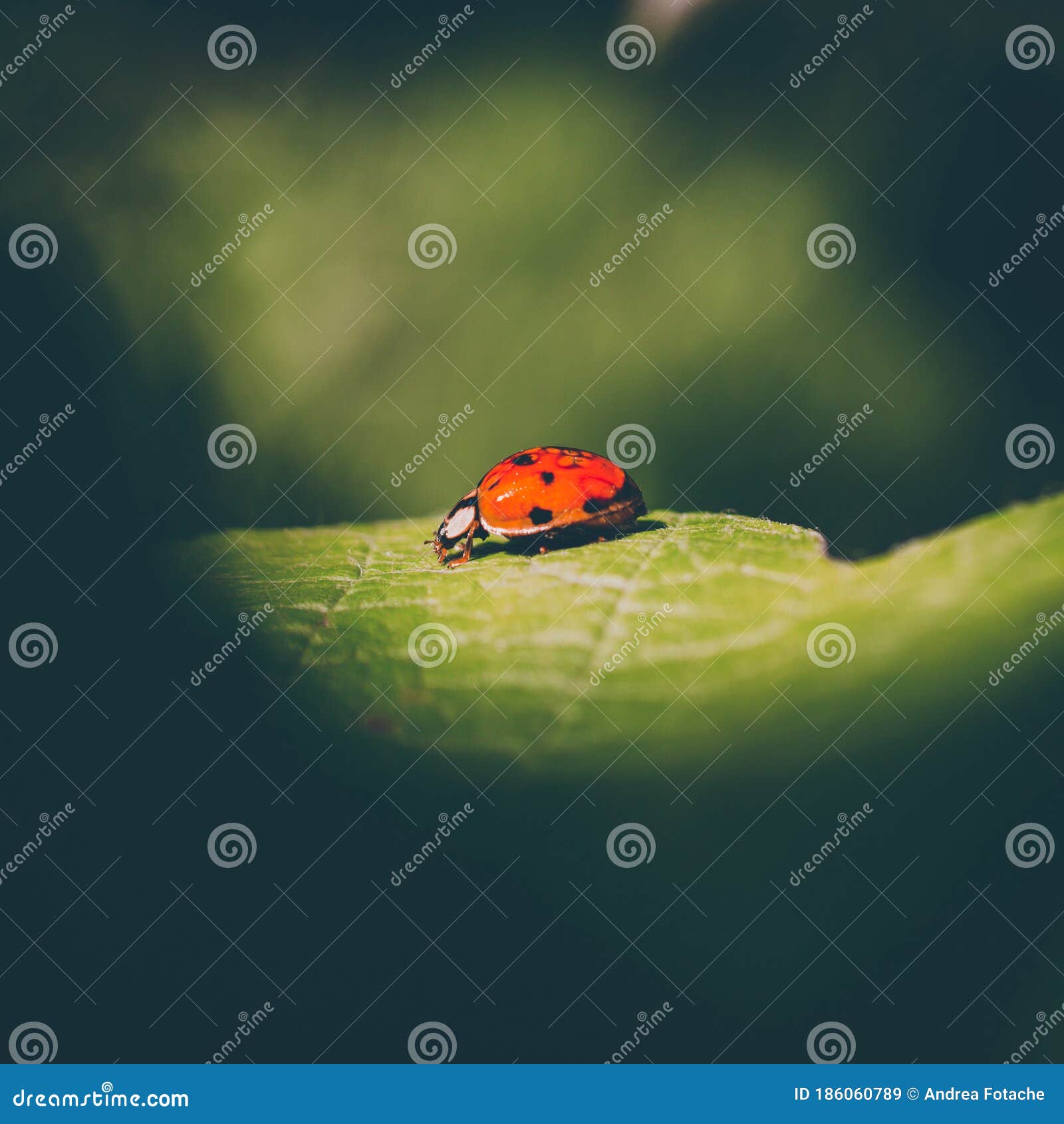 Ladybug on a leaf stock image. Image of close, insect - 186060789
