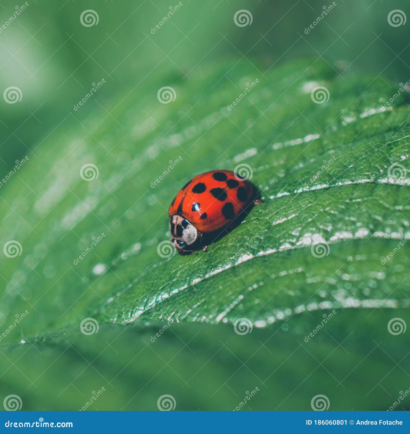 Ladybug on a leaf stock image. Image of spring, leaf - 186060801