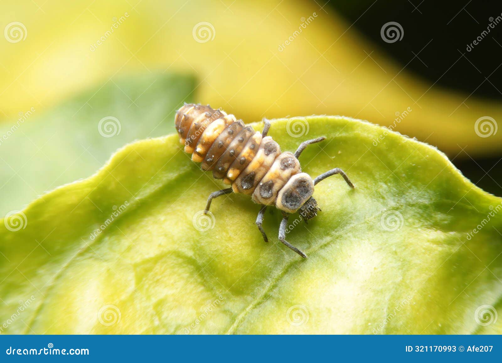 Coccinellidae Larvae And Molt, Lady Beetle, Ladybird Beetle, Ladybug ...