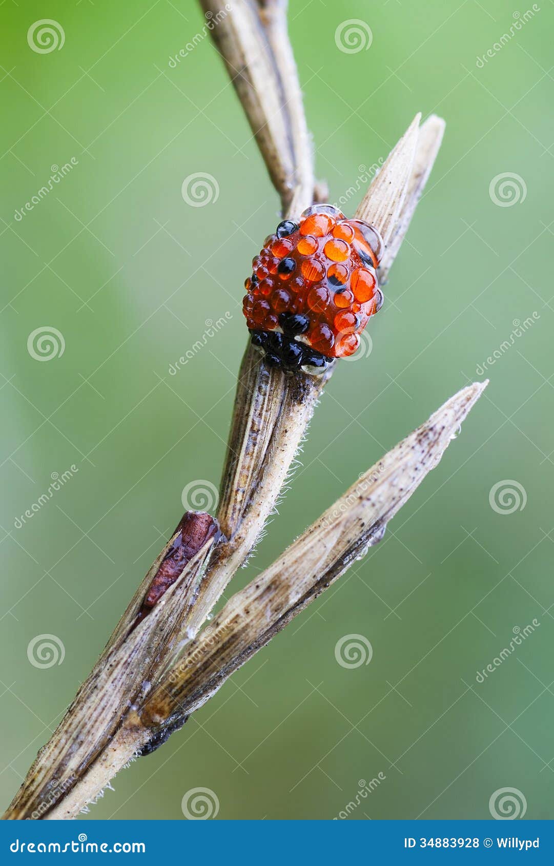 Coccinellidae stock photo. Image of point, detail, wildlife - 34883928