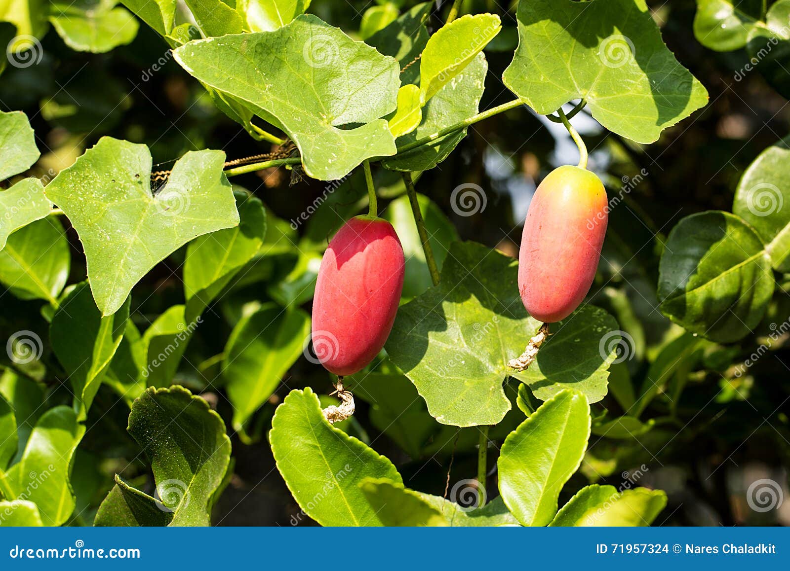 Coccinia in garden stock photo. Image of growth, leaf - 71957324