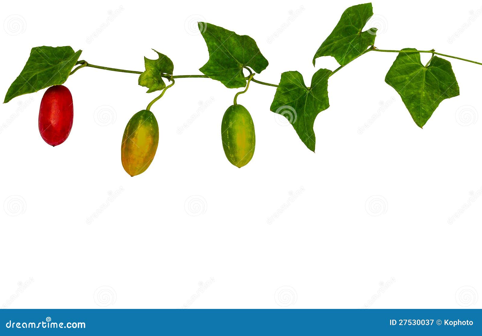 Coccinia Grandis (Cucurbitaceae) Stock Image - Image of uncooked, green ...