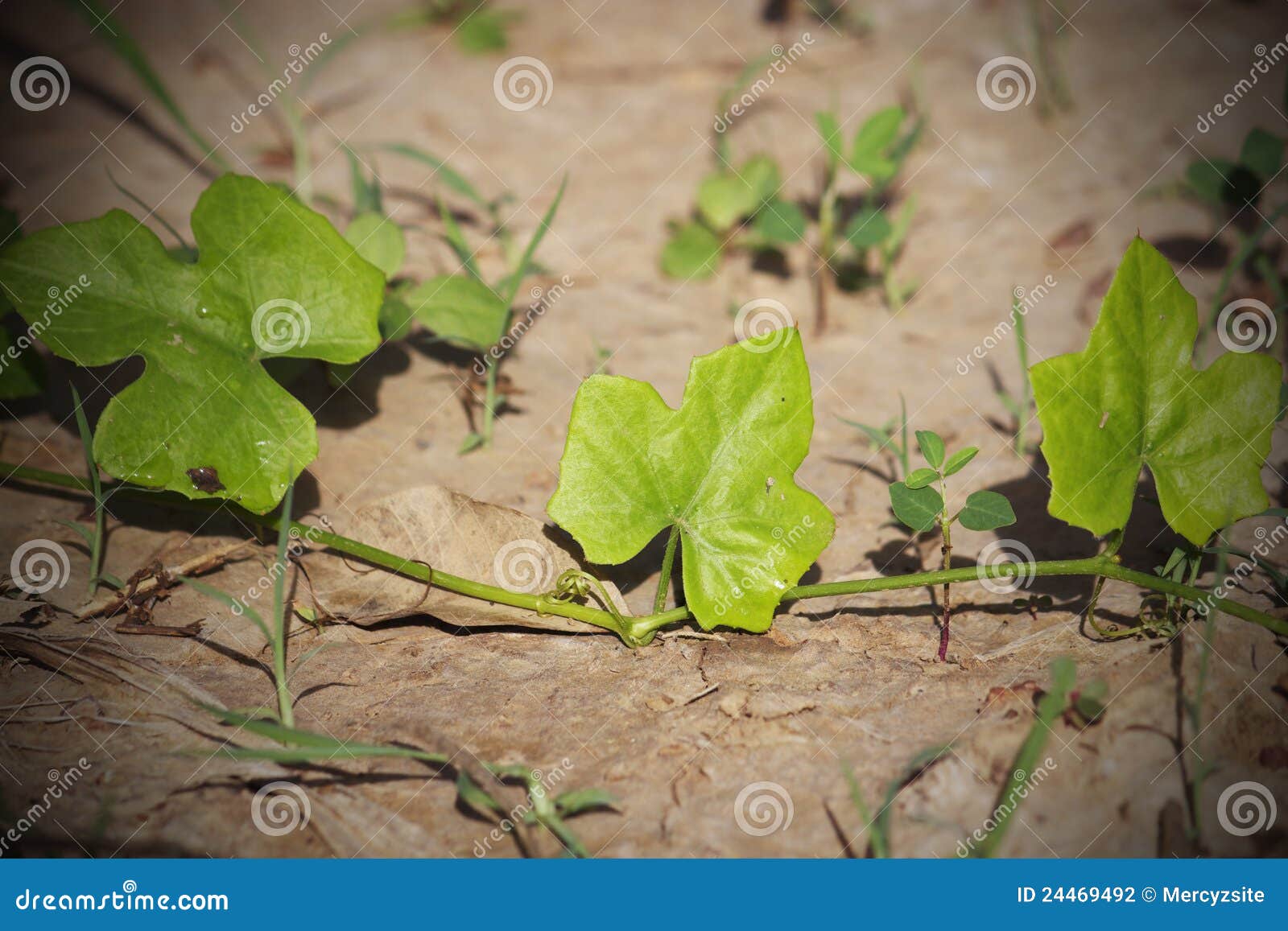 Coccinia Grandis Leaf on Earth Stock Photo - Image of nature, plant ...