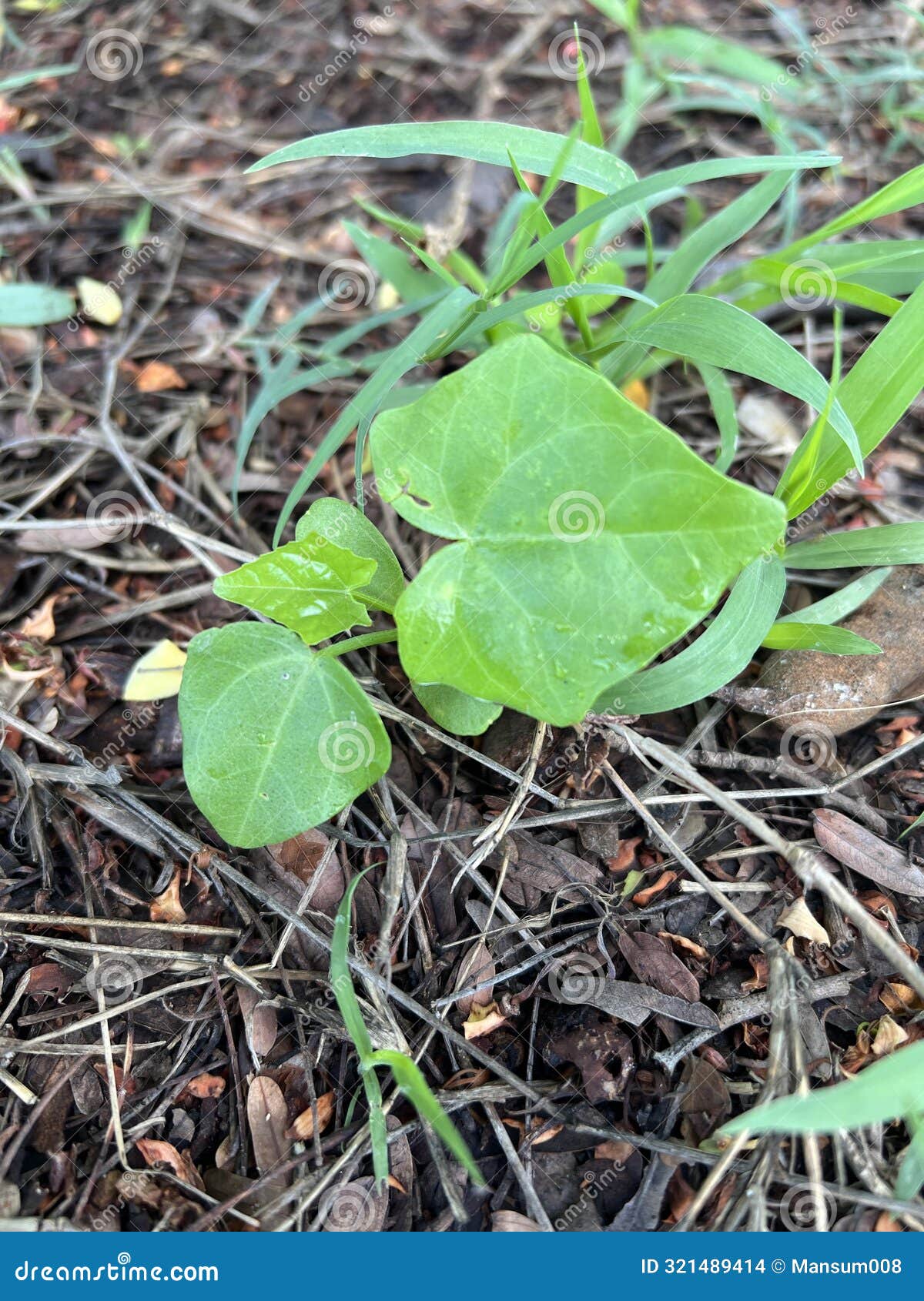 Coccinia Grandis Plant on the Ground Stock Photo - Image of background ...
