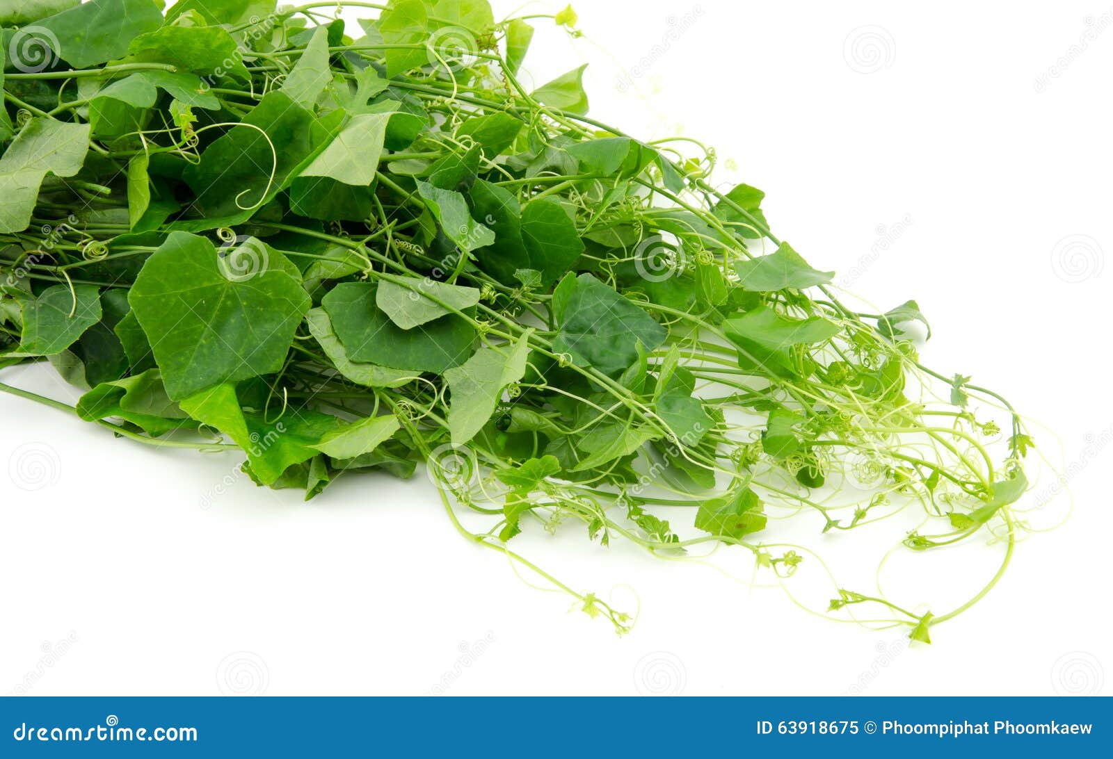 Coccinia grandis vegetable stock image. Image of grandis - 63918675