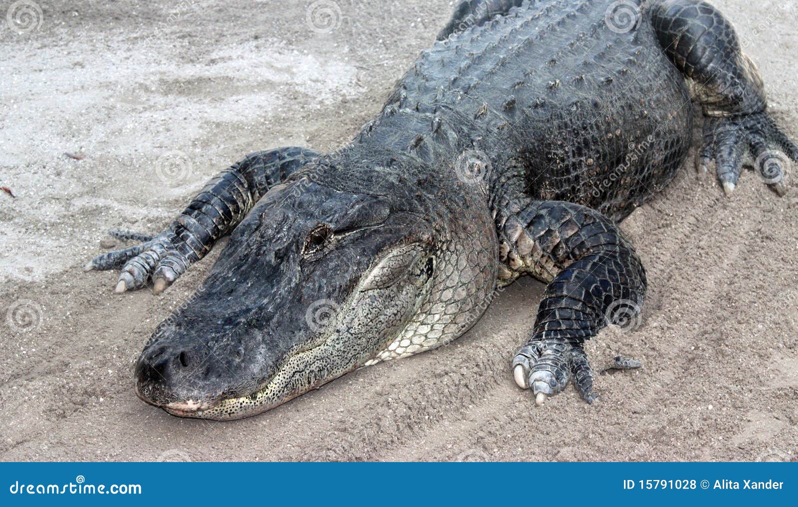 Coccodrillo fotografia stock. Immagine di bocca, toro - 15791028