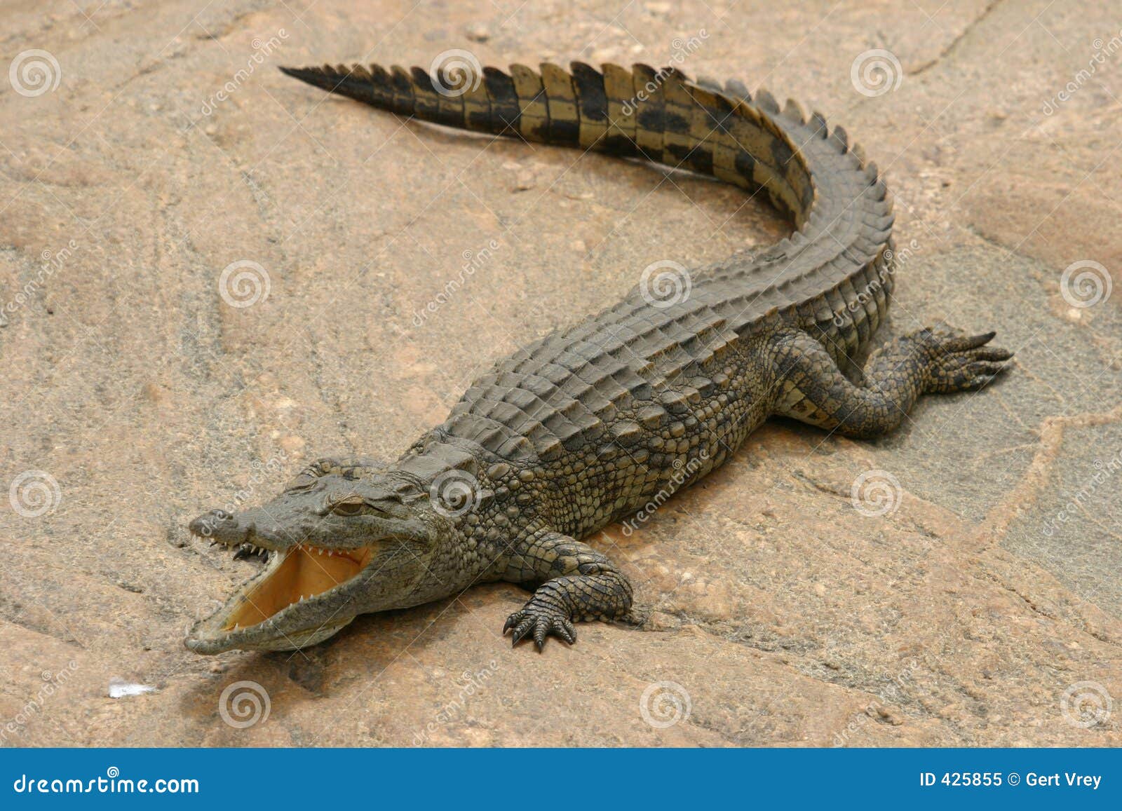 Coccodrillo immagine stock. Immagine di riscaldamento, meditare - 425855