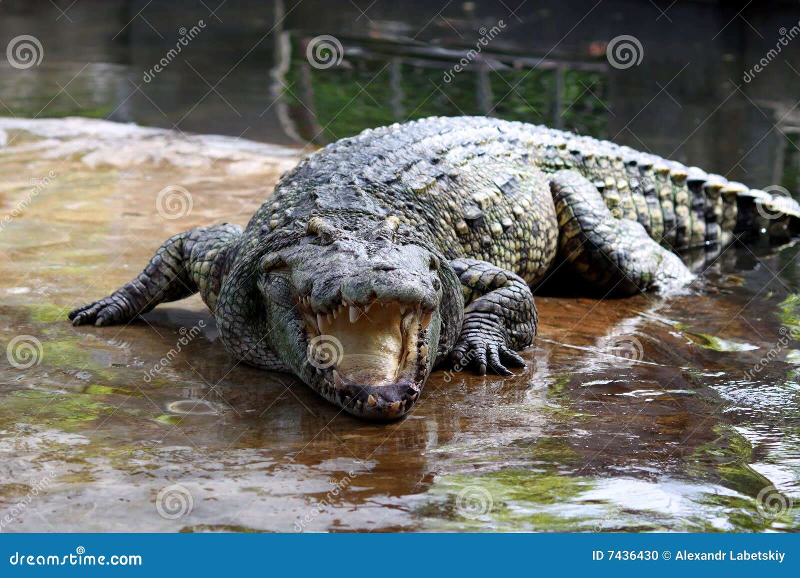 Coccodrillo fotografia stock. Immagine di bocca, denti - 7436430