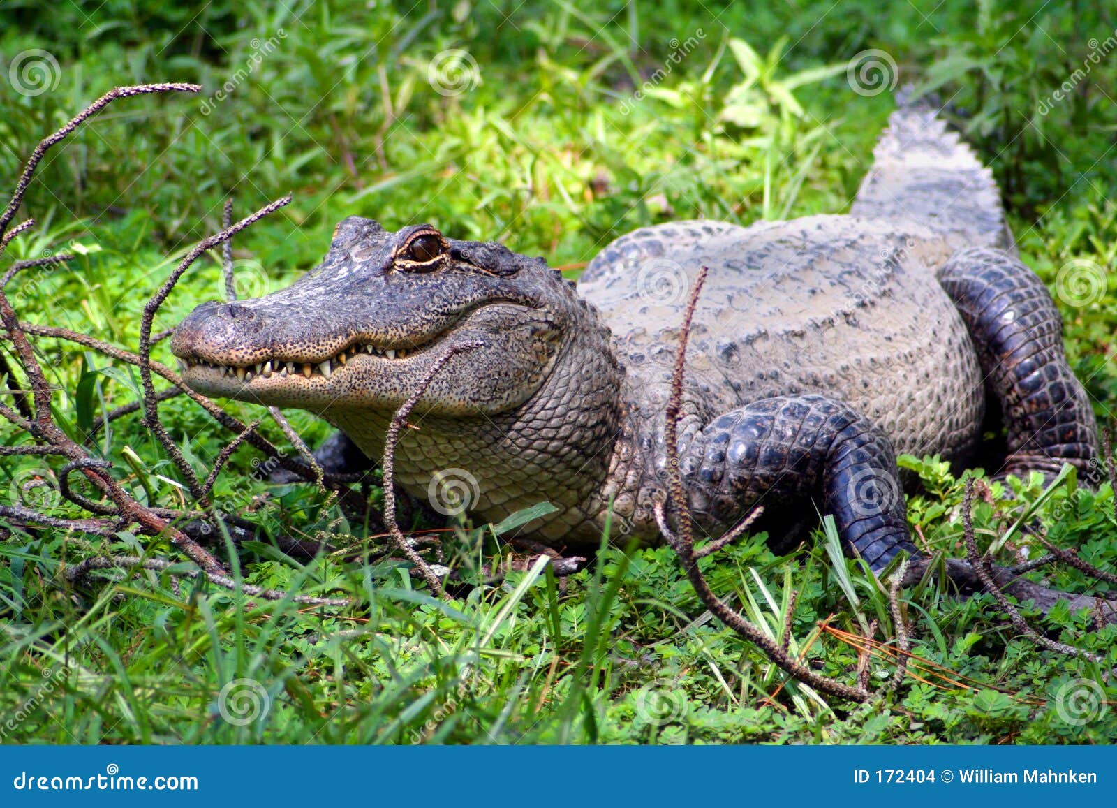 Coccodrillo americano fotografia stock. Immagine di erba - 172404