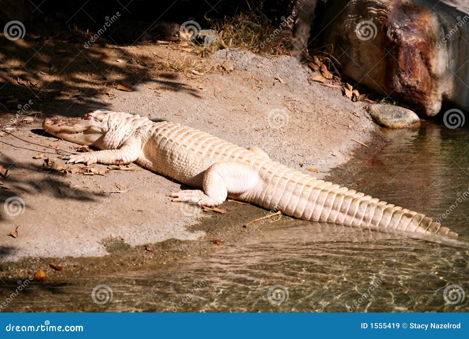 Coccodrillo Bianco Raro Foto Stock - Download 103 Royalty Free Photos