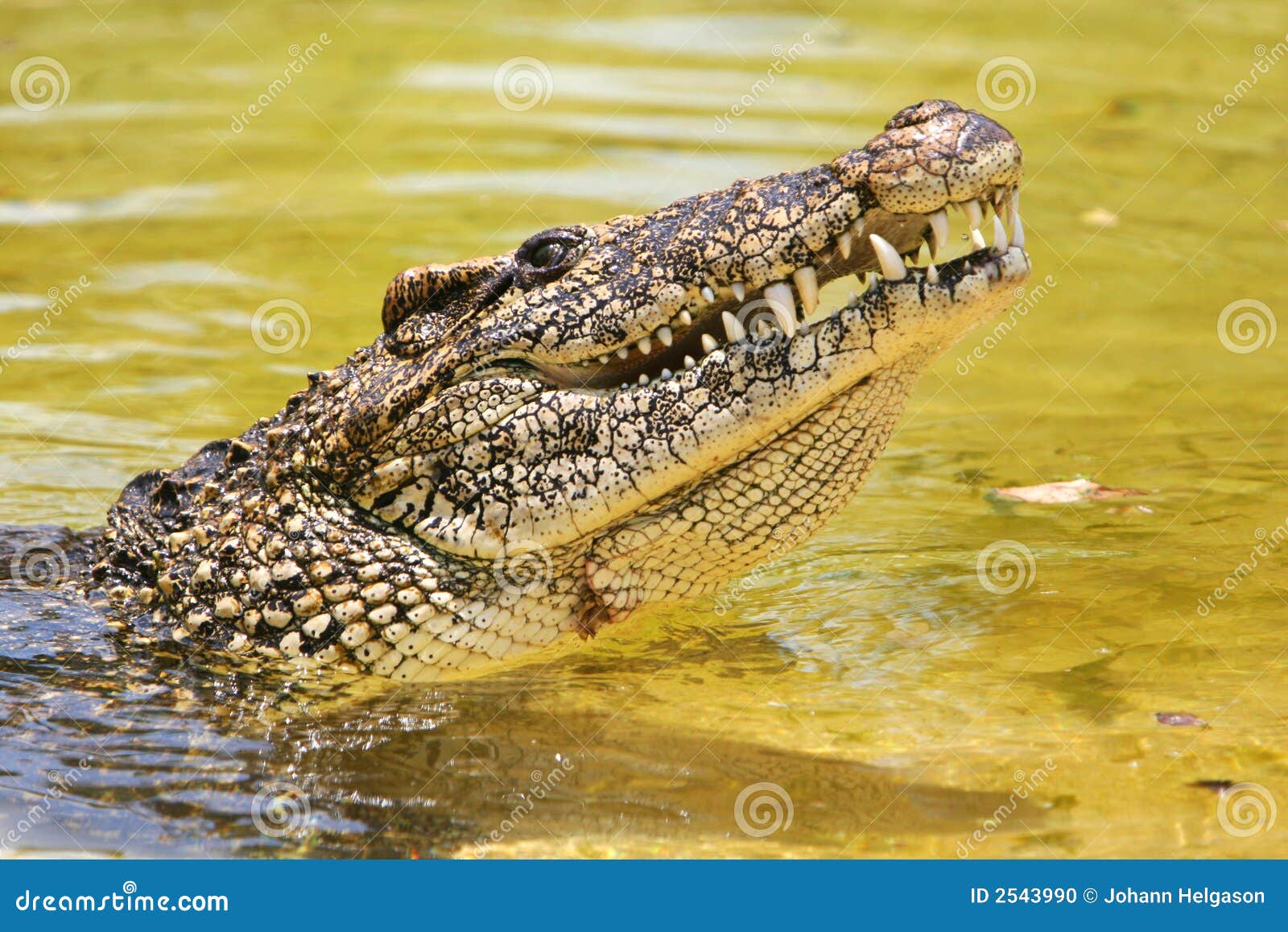 Coccodrillo cubano fotografia stock. Immagine di elencato - 2543990