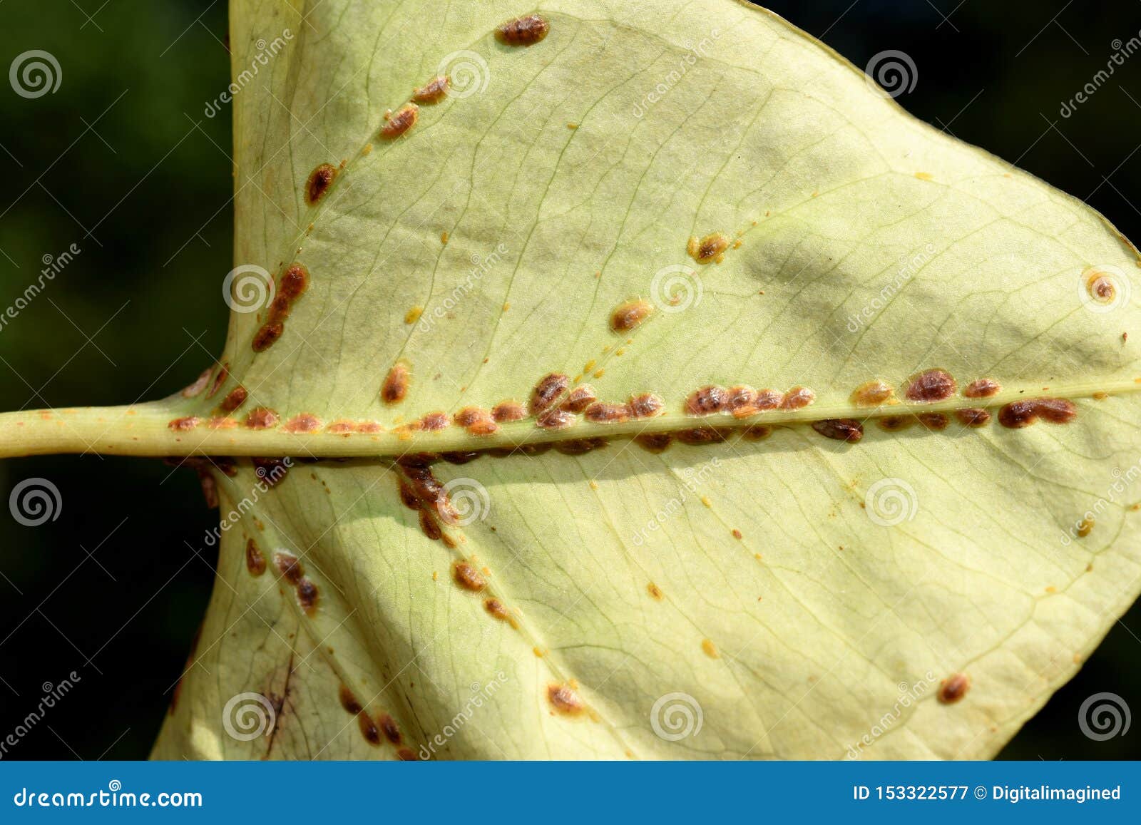 Coccoidea Pest Infestion on Green Leaf Stock Image - Image of insect ...