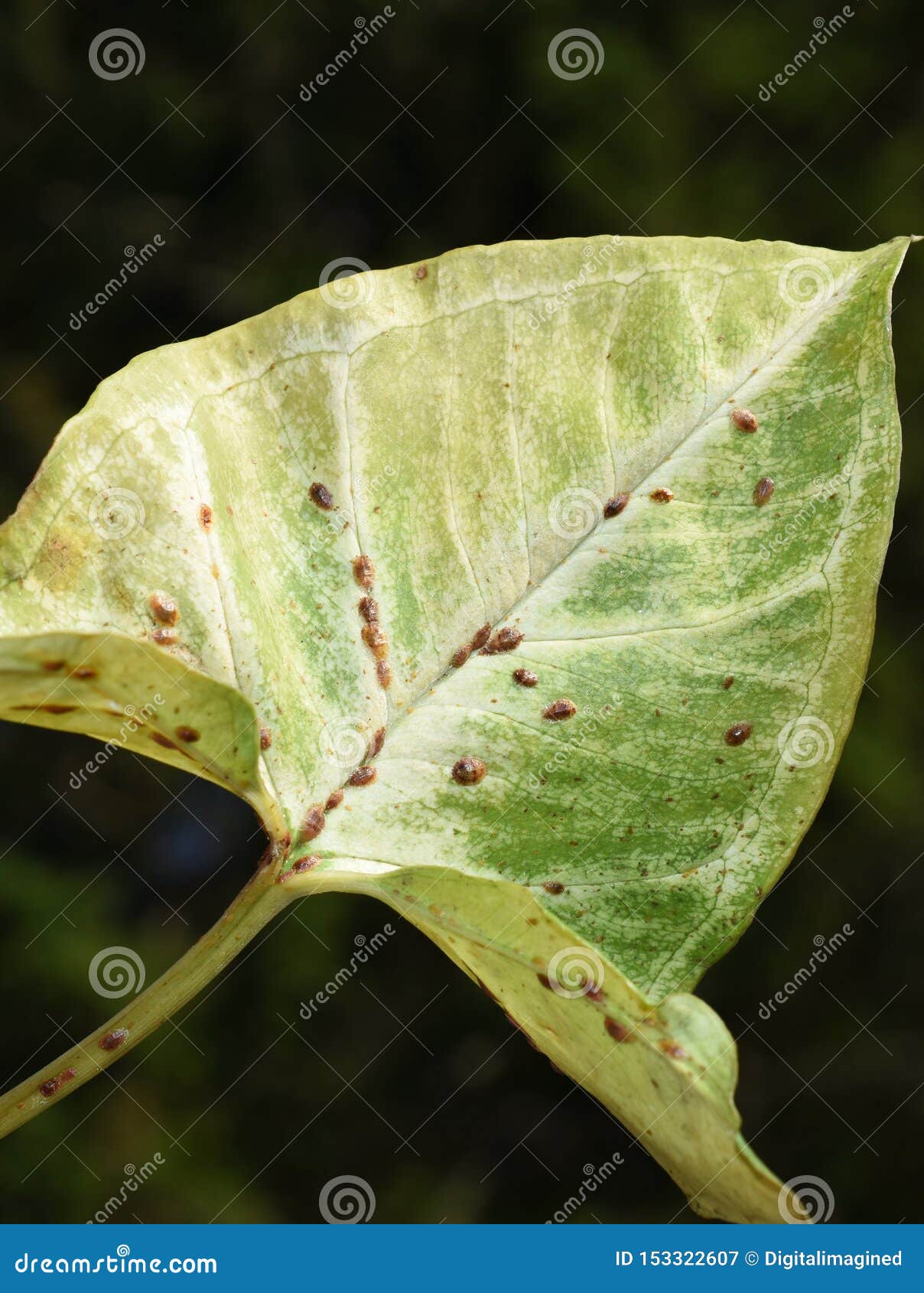 Coccoidea Pest Infestion on Green Leaf Stock Image - Image of coccoidea ...