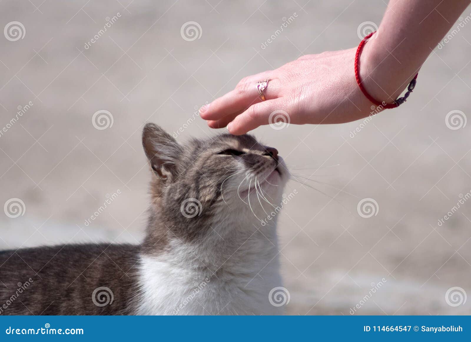 Coccole Della Mano Della Donna Una Testa Del Gatto, Immagine Stock ...