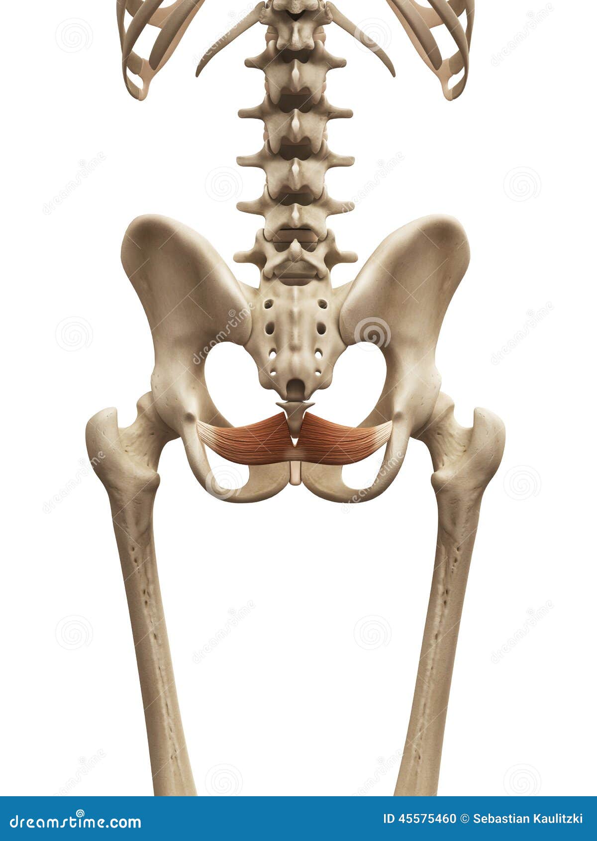 The coccygeus stock illustration. Illustration of diagram - 45575460