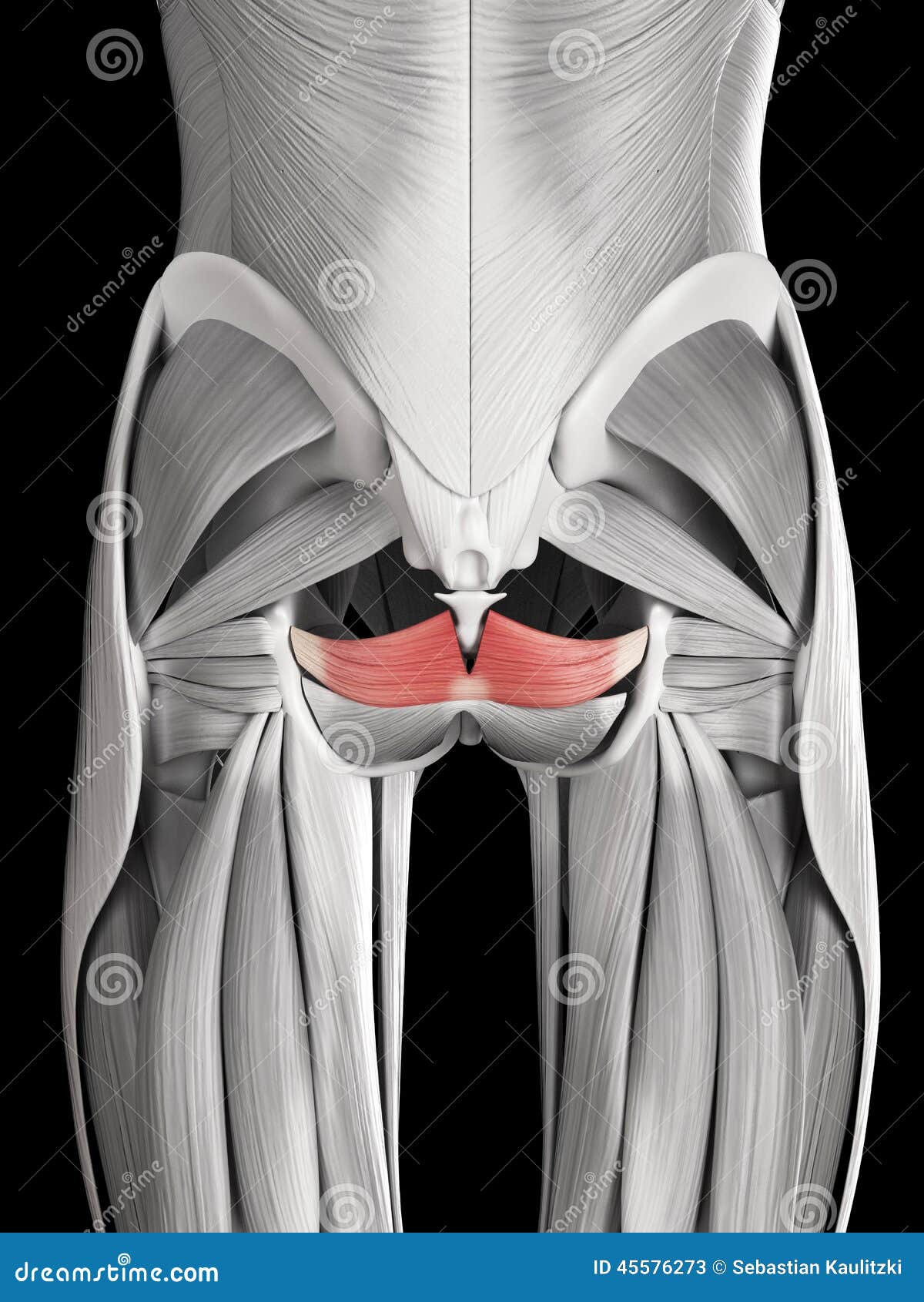 The coccygeus stock illustration. Illustration of graphic - 45576273