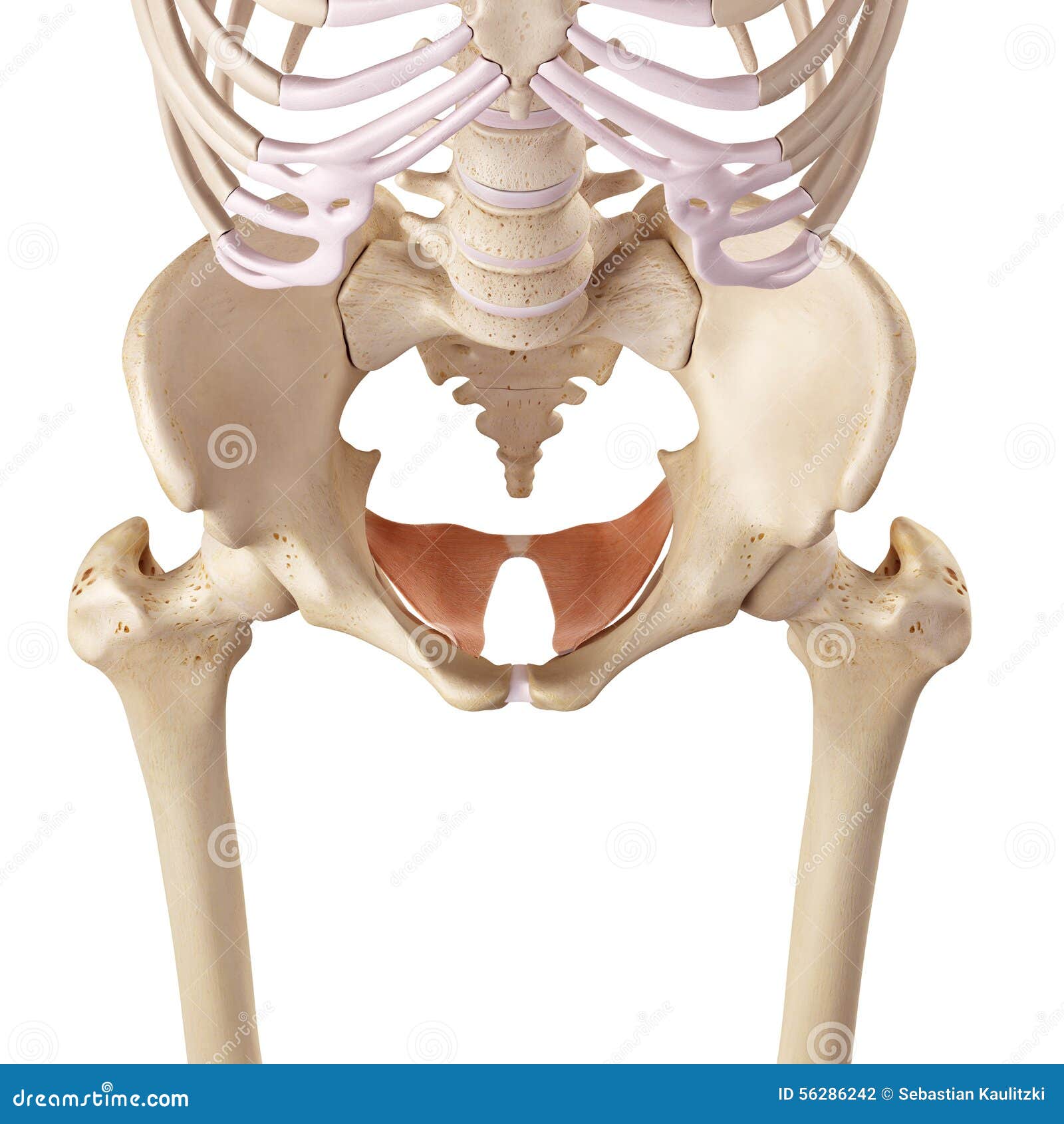 The coccygeus stock illustration. Illustration of medical - 56286242