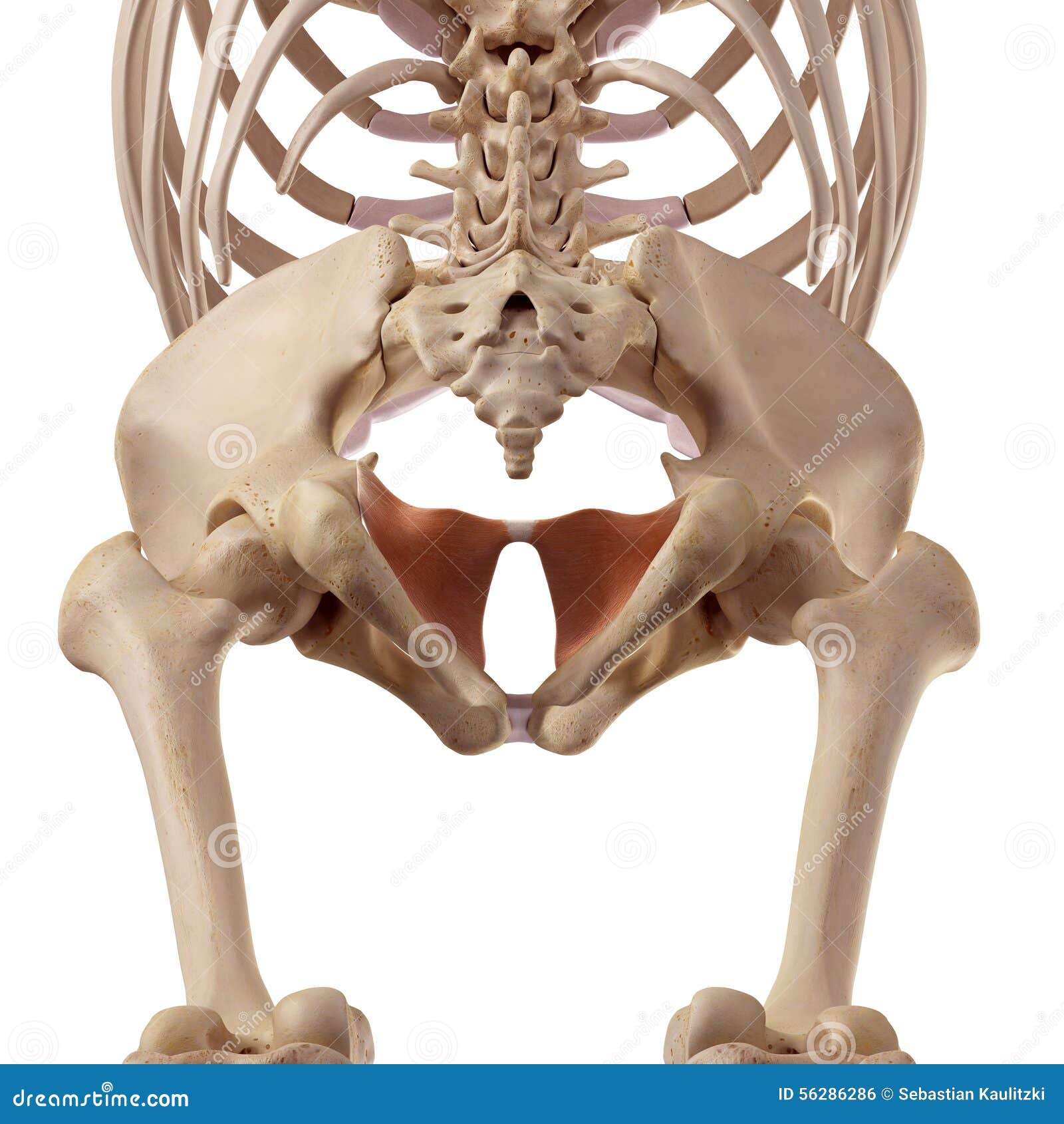 The coccygeus stock illustration. Illustration of muscle - 56286286