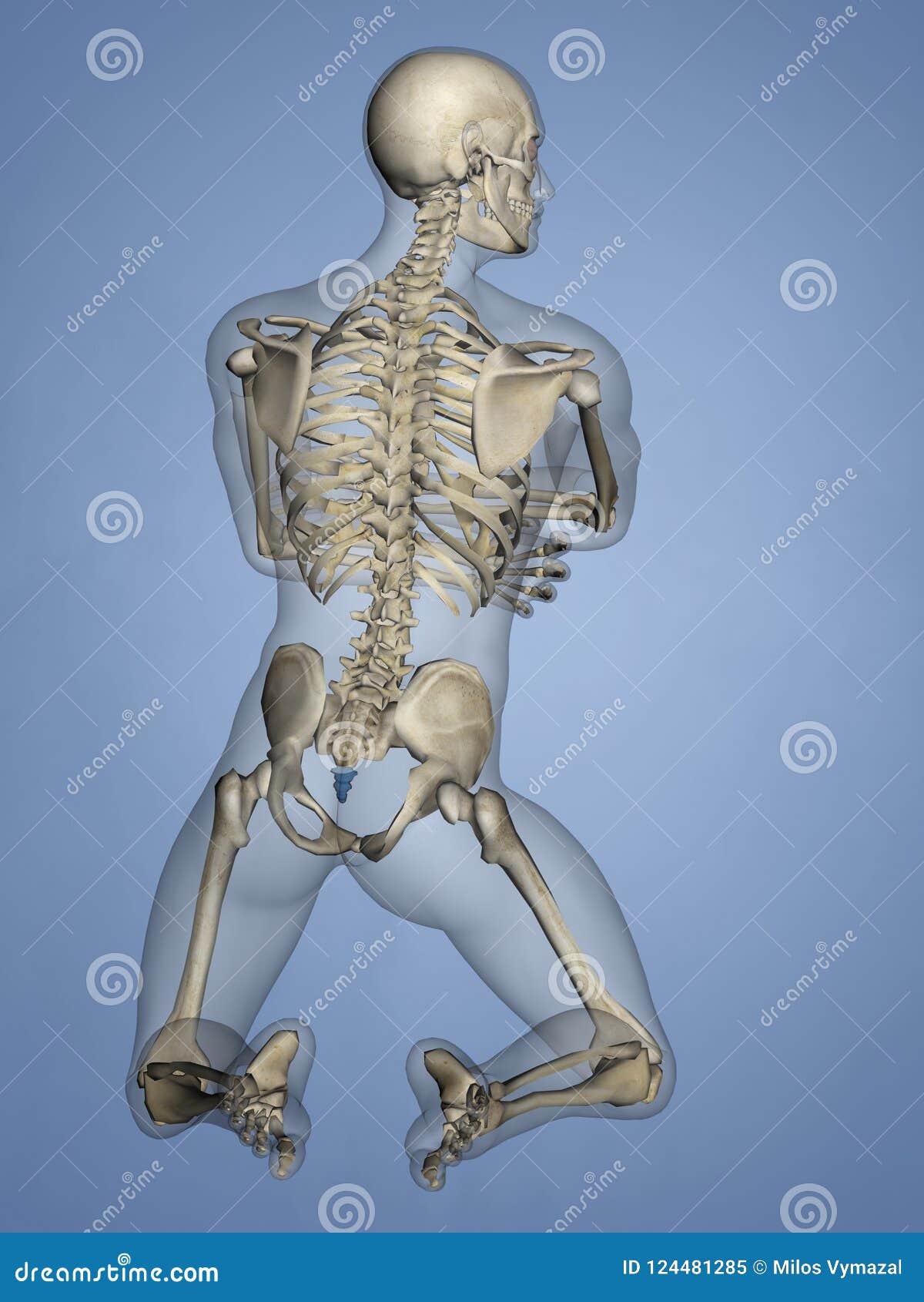 Coccygis di OS, modello 3D illustrazione di stock. Illustrazione di ...