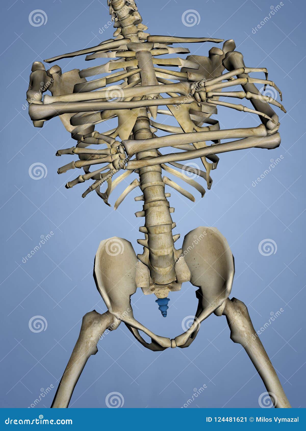 Coccygis di OS, modello 3D illustrazione di stock. Illustrazione di ...