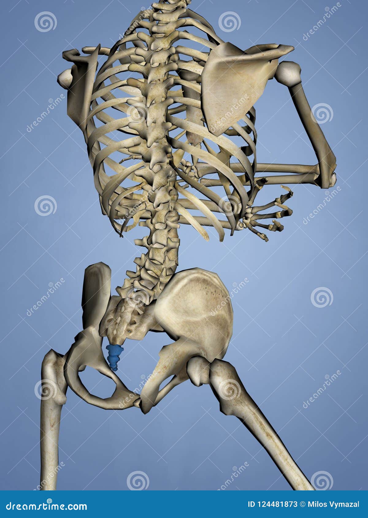 Coccygis di OS, modello 3D illustrazione di stock. Illustrazione di ...