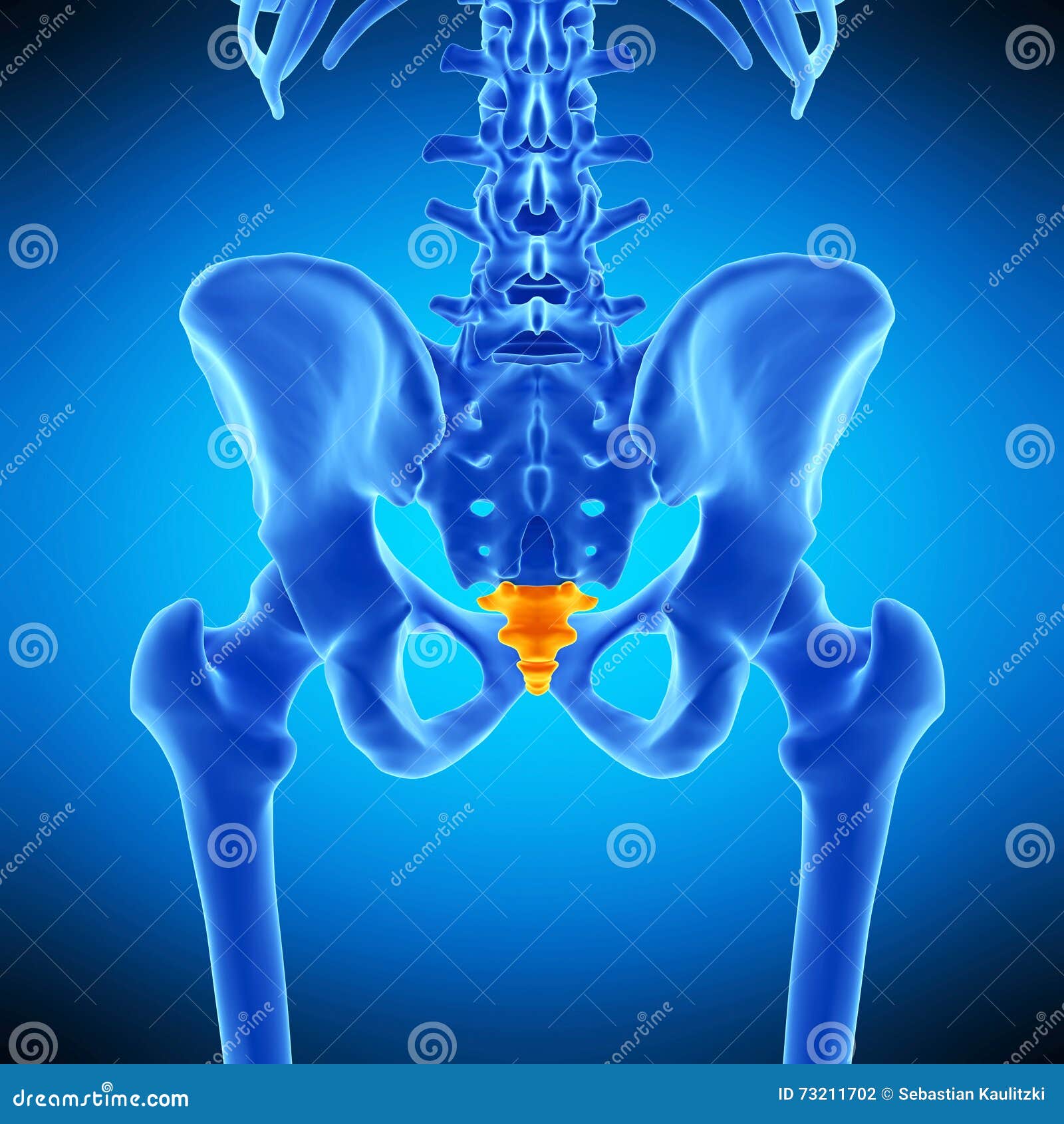 The coccys stock illustration. Illustration of anatomical - 73211702