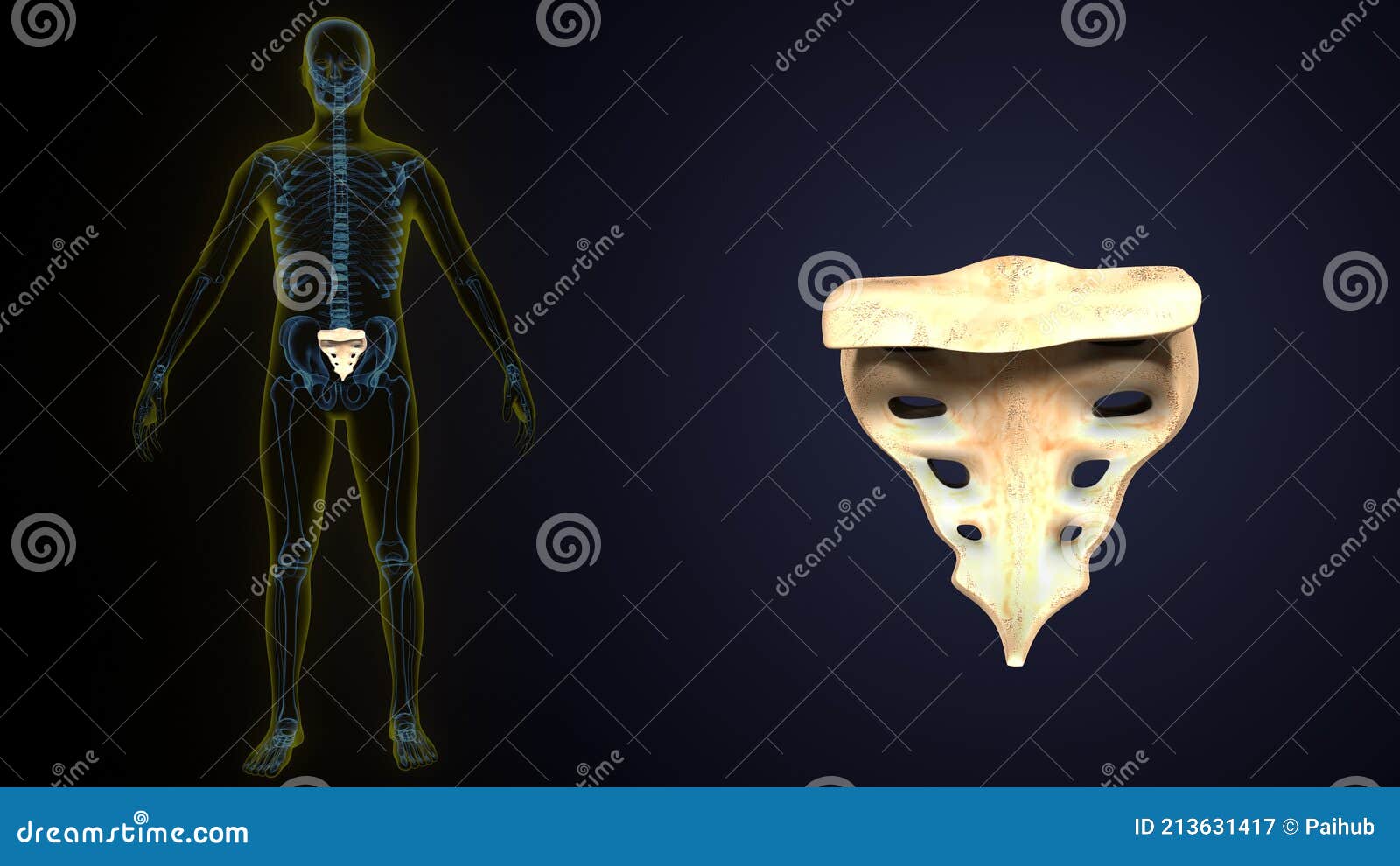 Human Skeleton Vertebral Column Coccyx. 3d Illustration Stock ...