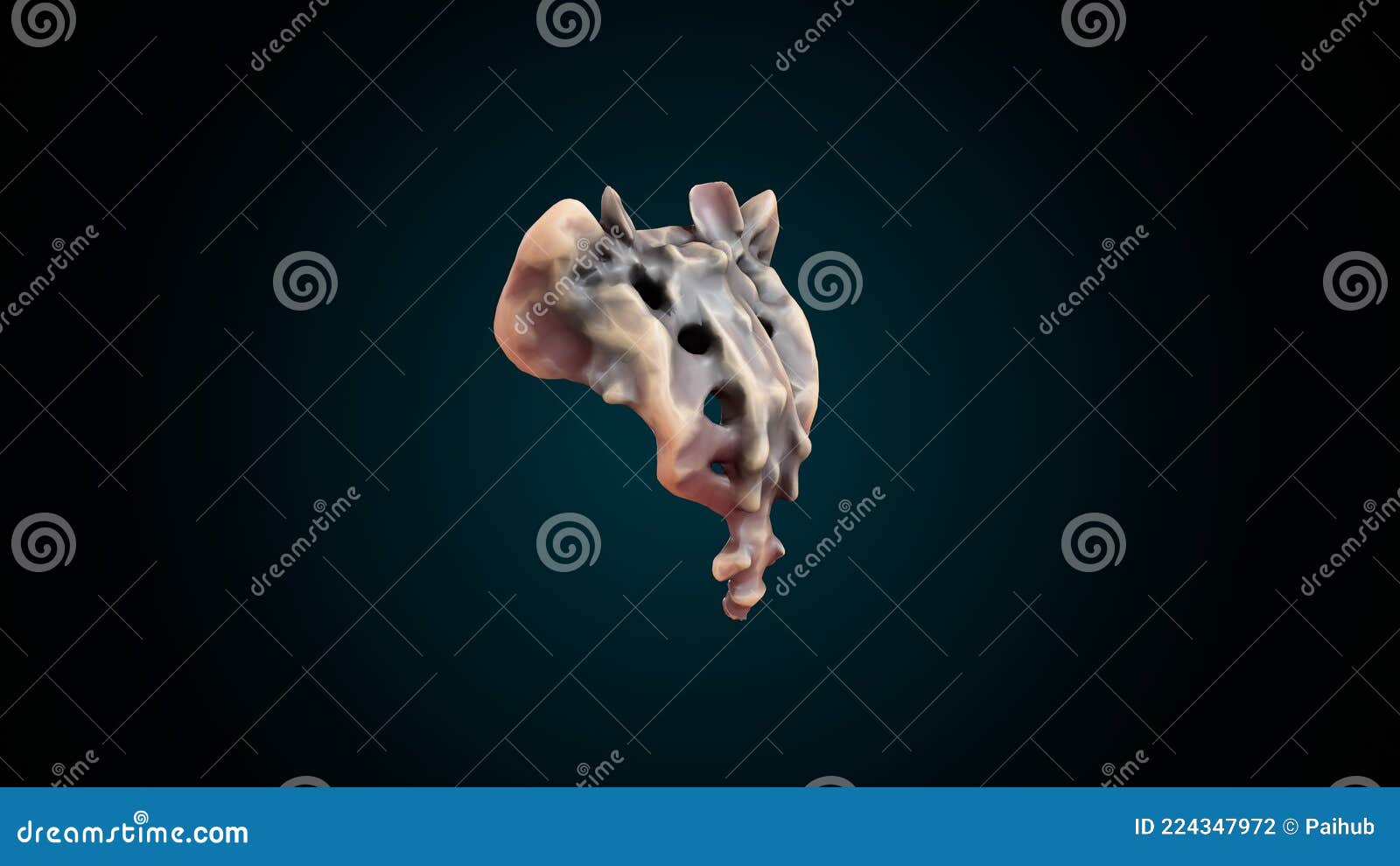 Human Skeleton Vertebral Column Coccyx Anatomy. 3d Illustration Stock ...