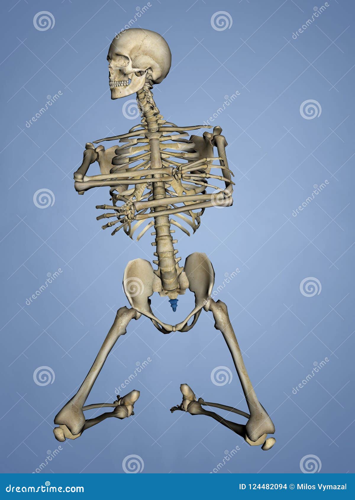 Os Coccygis, 3D Model Royalty-Free Stock Photography | CartoonDealer ...